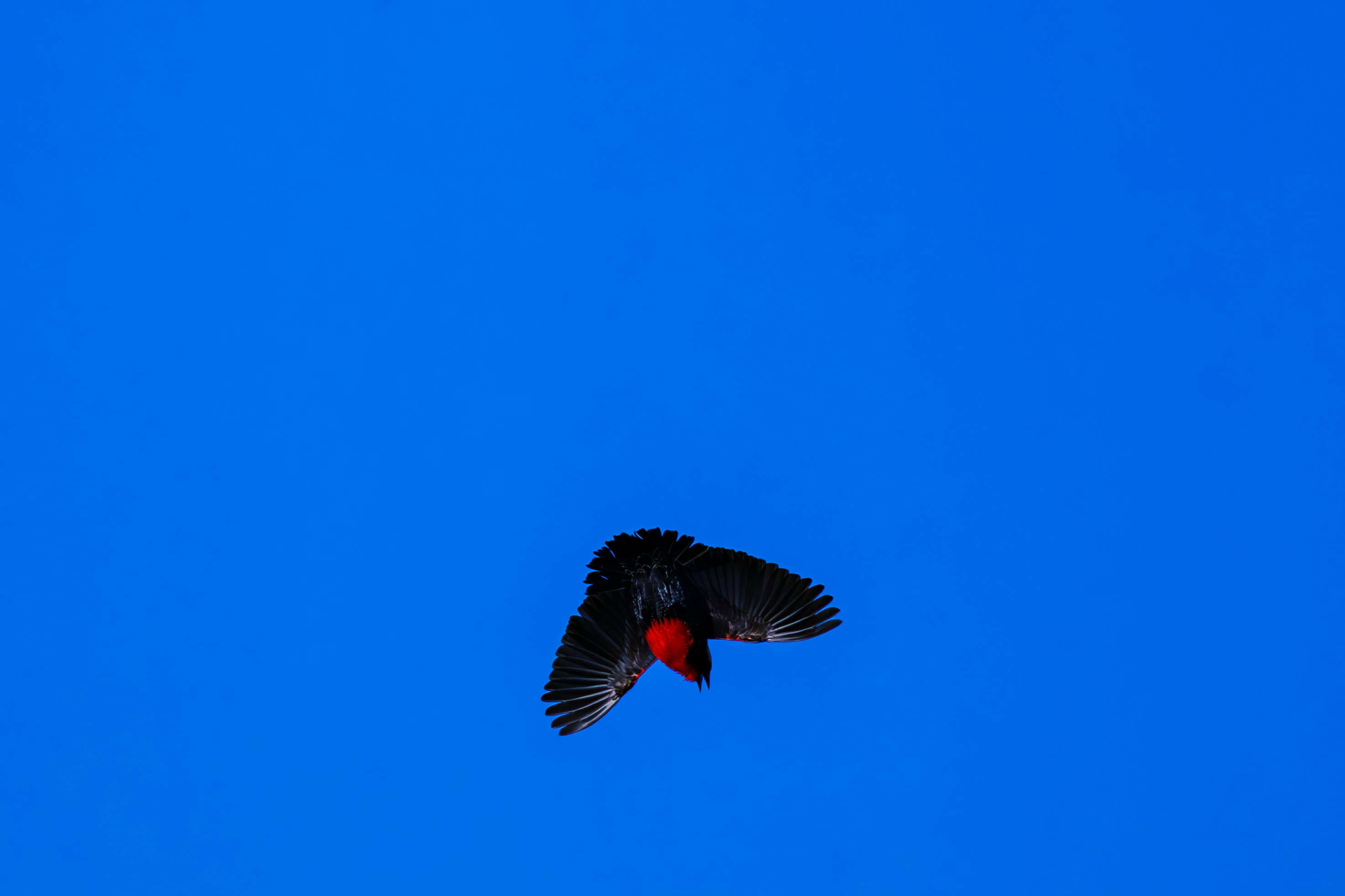 Crimson-vented silhouette over a cobalt sky