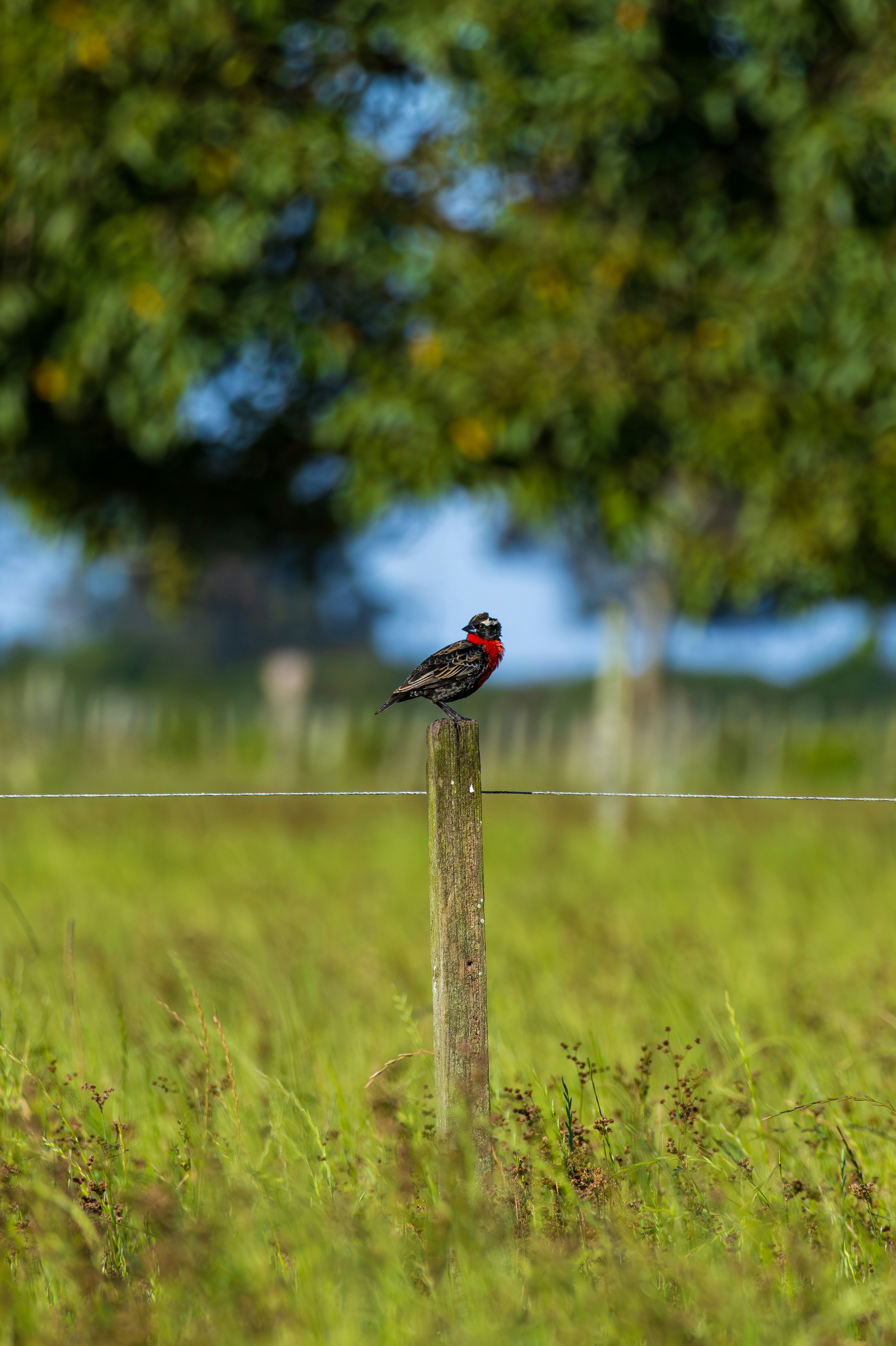 Crimson-chested Perch on a Weathered Fence Post in Morning Light
