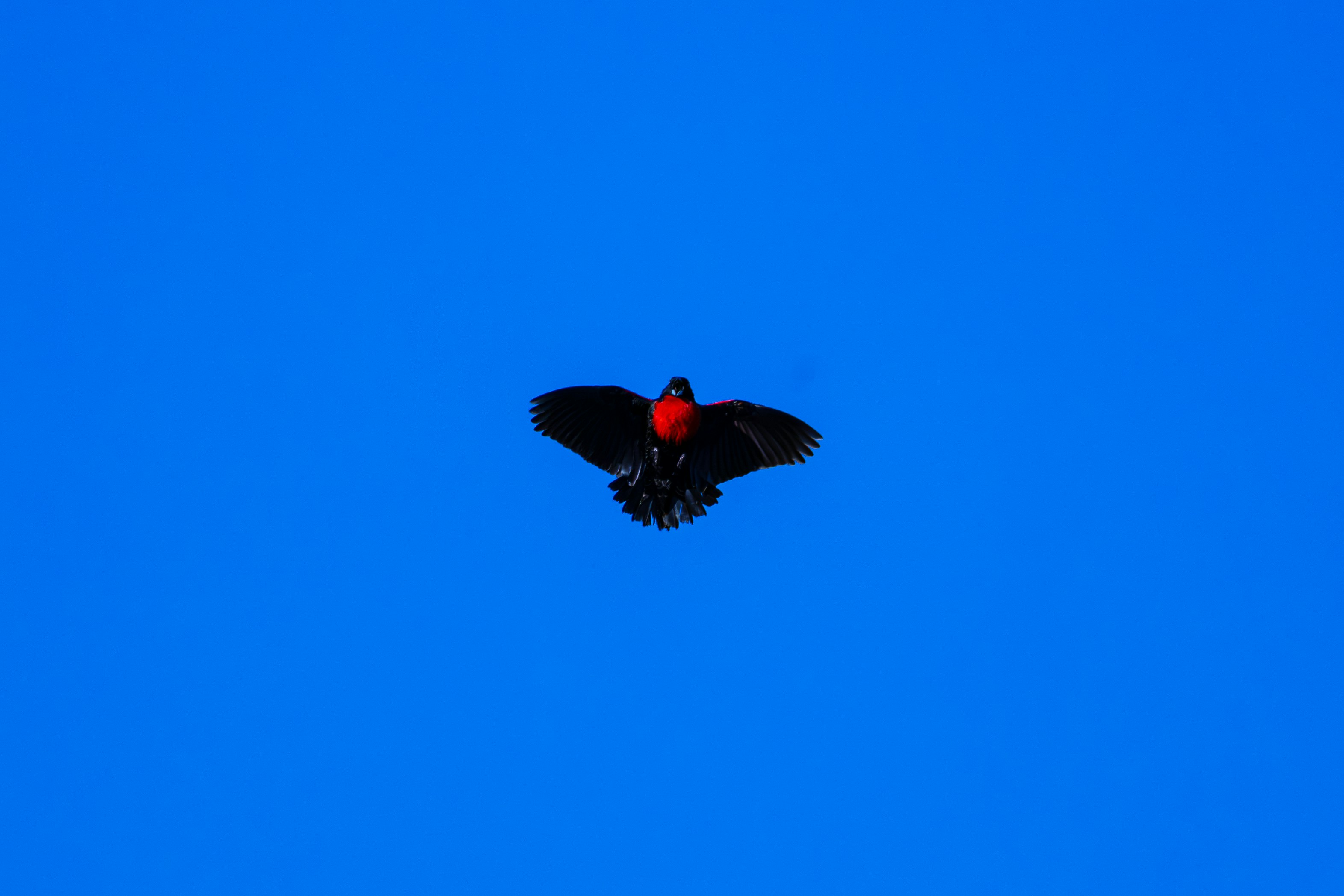 Red-eyed Black Bird in a Clear Blue Sky