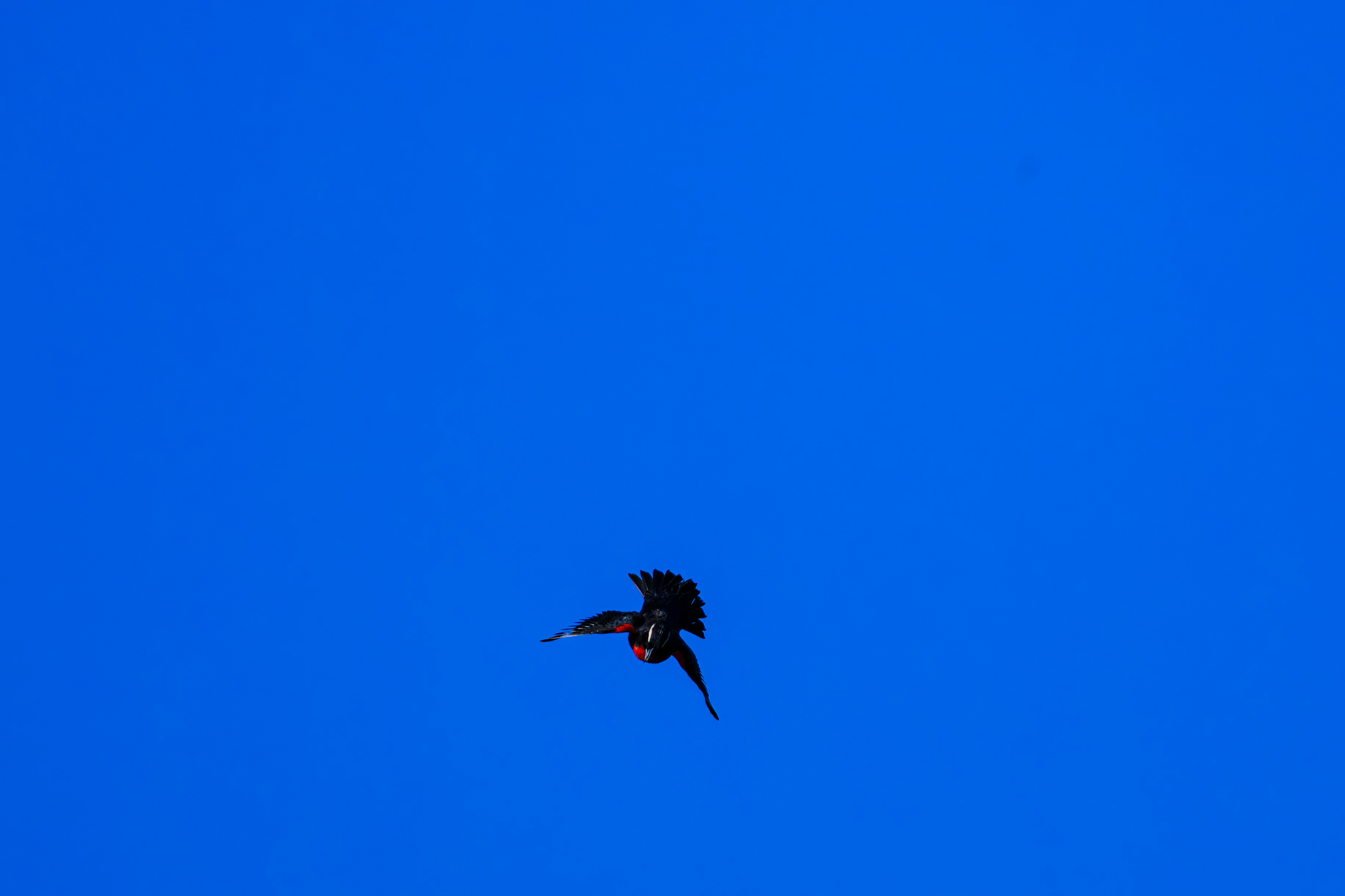A bird flying high up in the sky