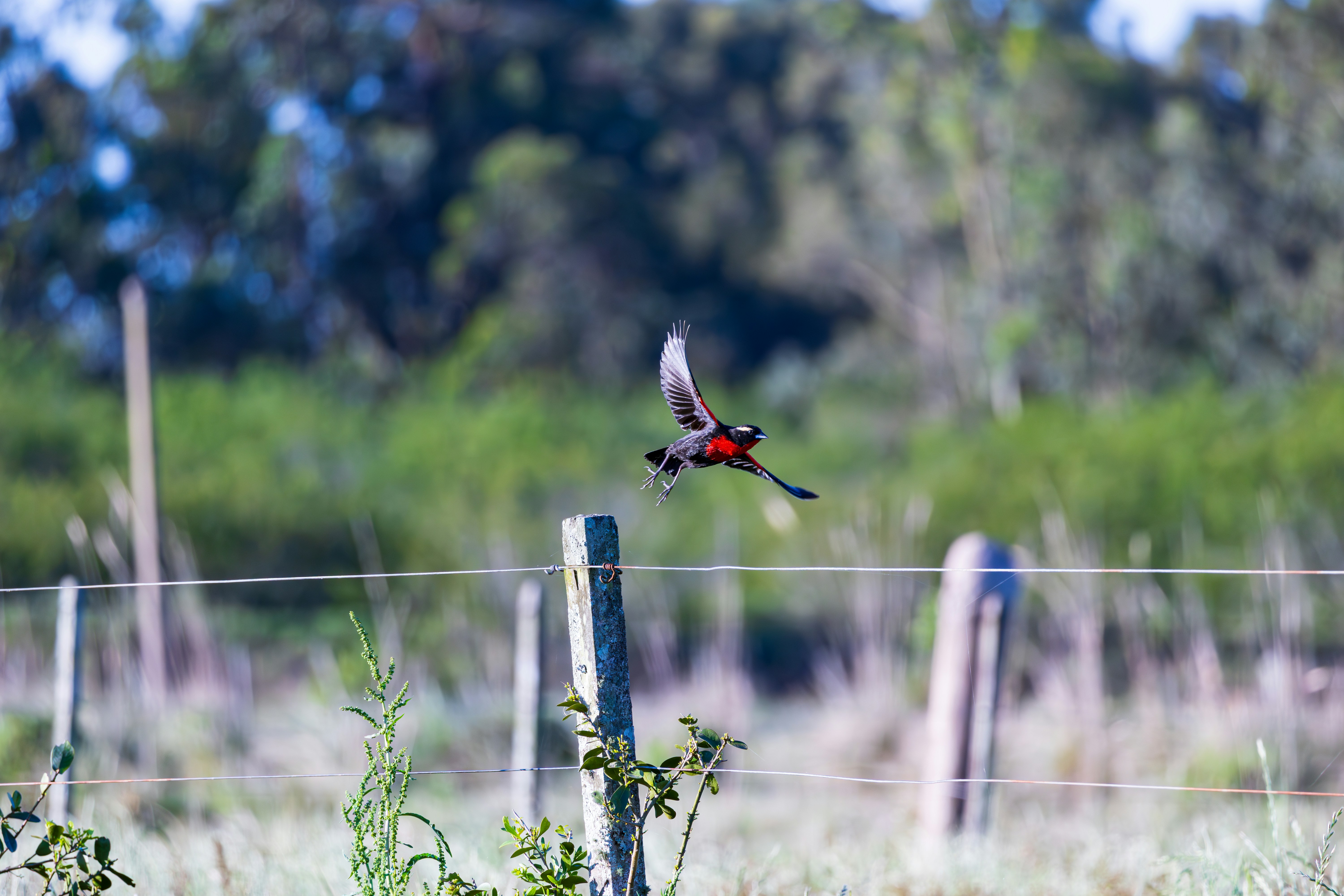 Crimson-tinged swallow arcs over weathered fence at golden hour