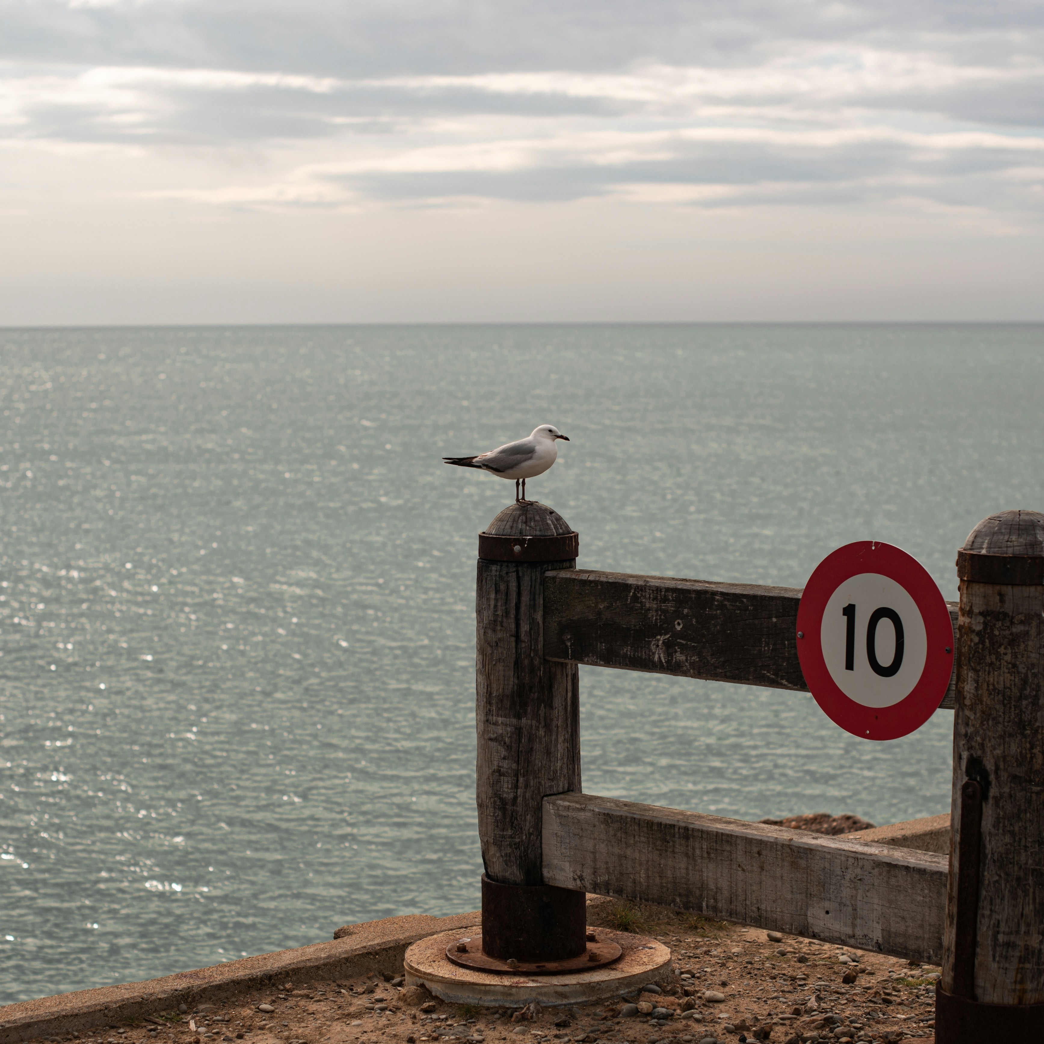 Seagull Sentinel over the Pier and Sea