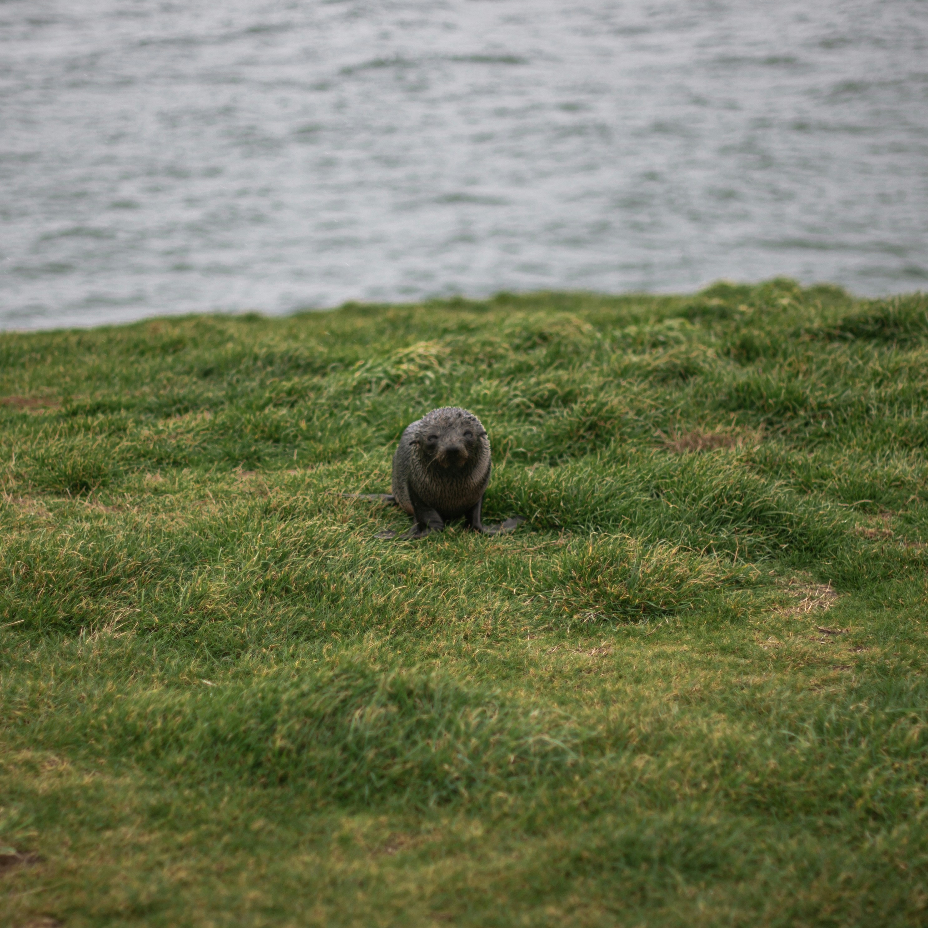 Otter Pup on the Meadow by the Water's Edge