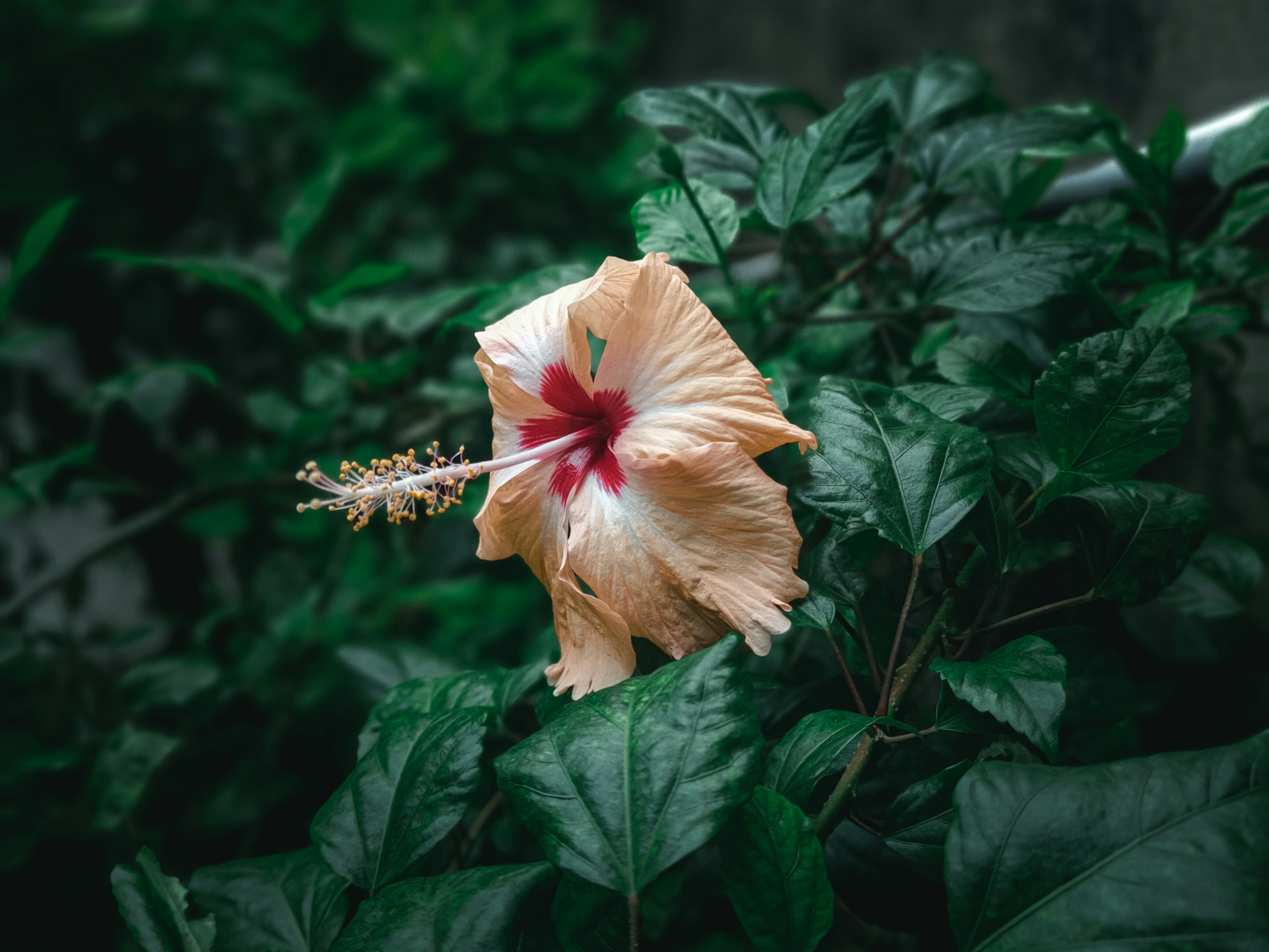 Peach Hibiscus in Velvet Green: A Quiet Garden Moment