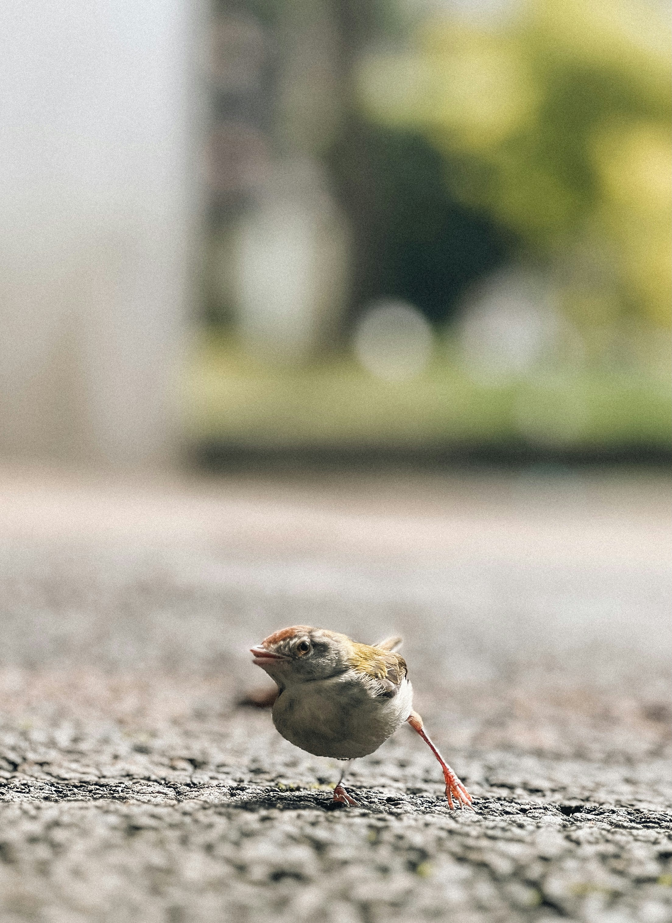 Ground-level Starling: a tiny traveler on sunlit pavement
