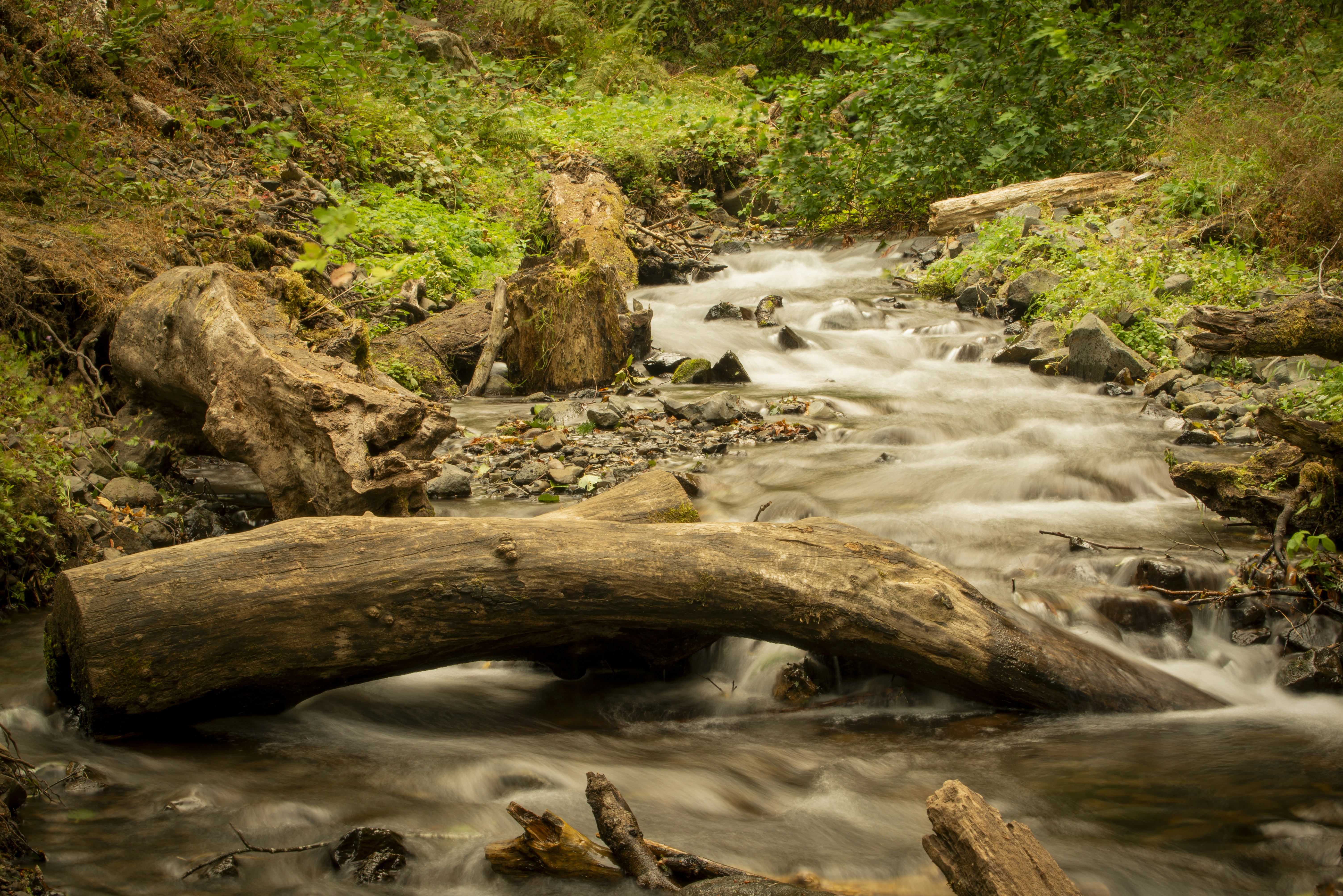 Stream flowing over rocks and beneath a fallen log in a verdant forest.