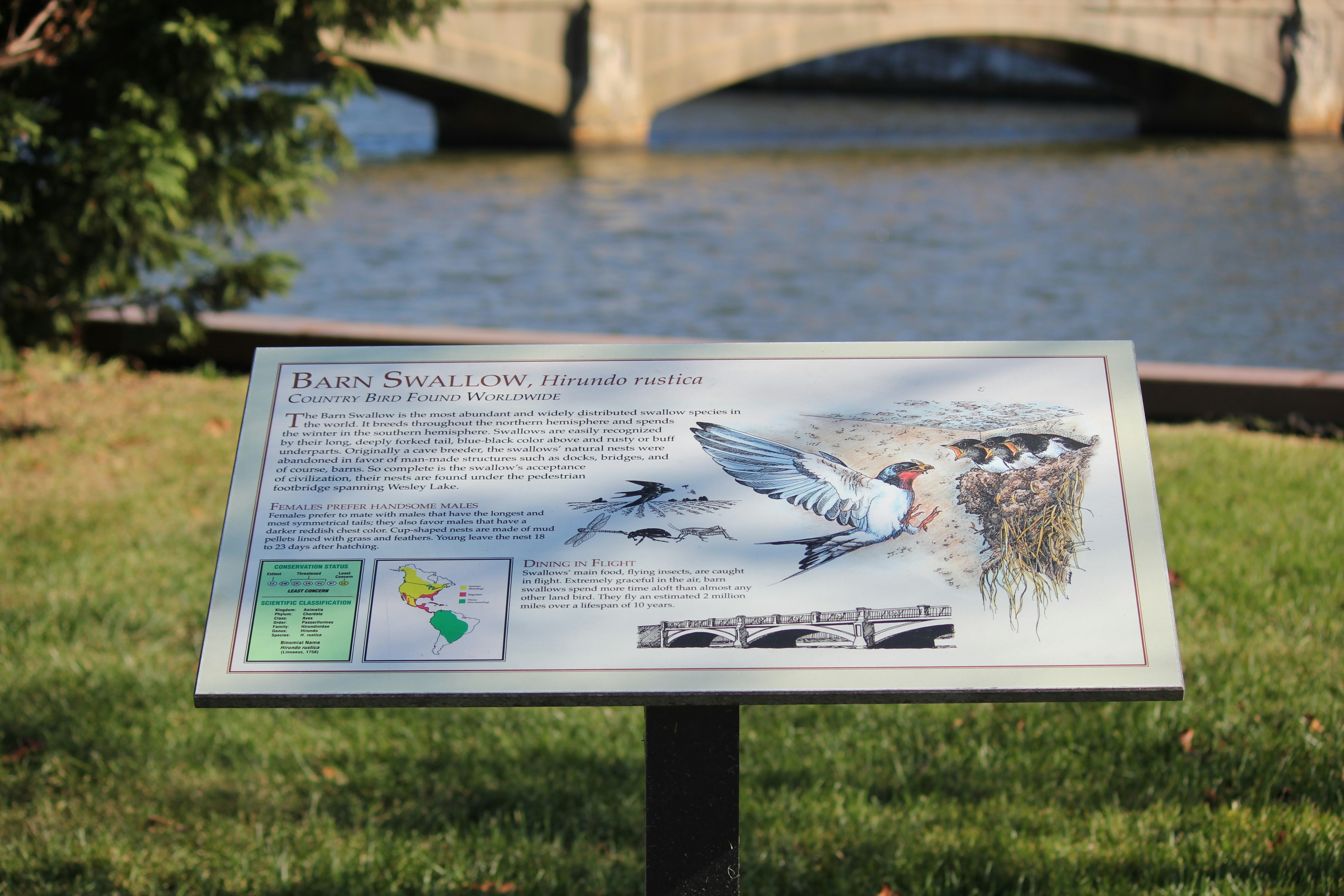 Whispers by the Water: Riverside Barn Swallow Information Sign