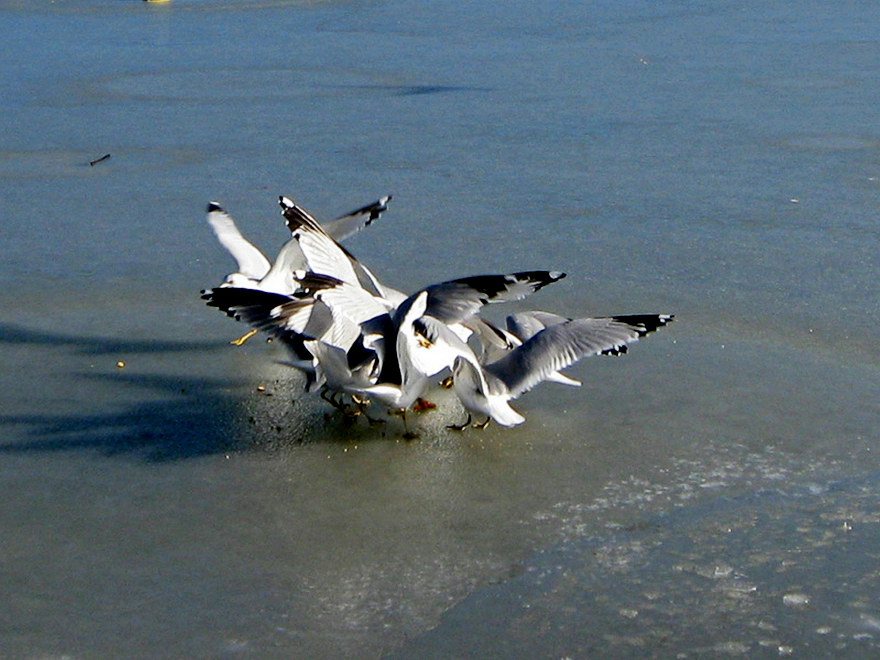 Photograph of seagulls erupting from a partially frozen lake, wings spread in mid-takeoff. The scene captures motion and splashes on frosty water.
