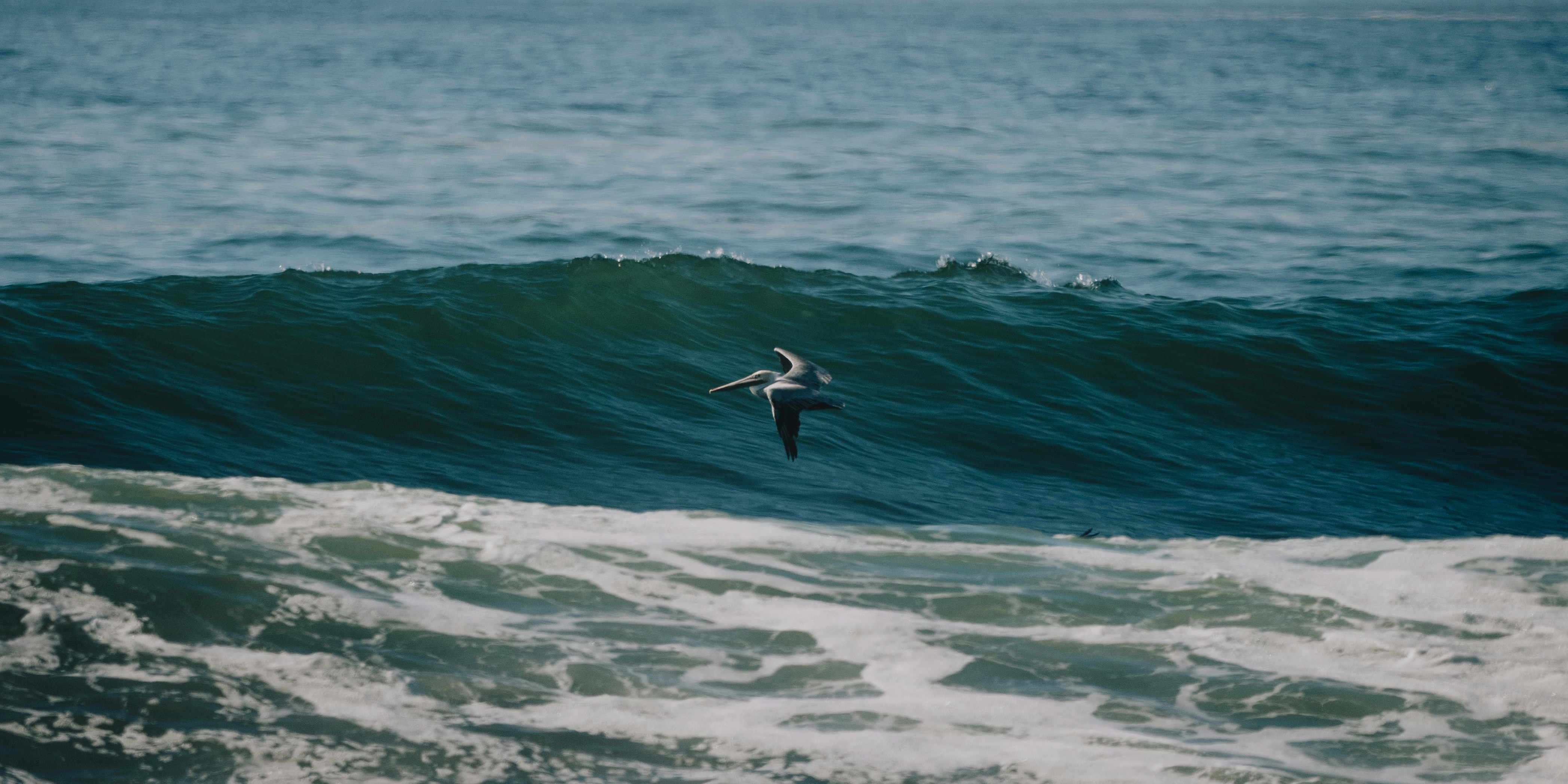 A lone seabird skims the crest of a curling teal wave