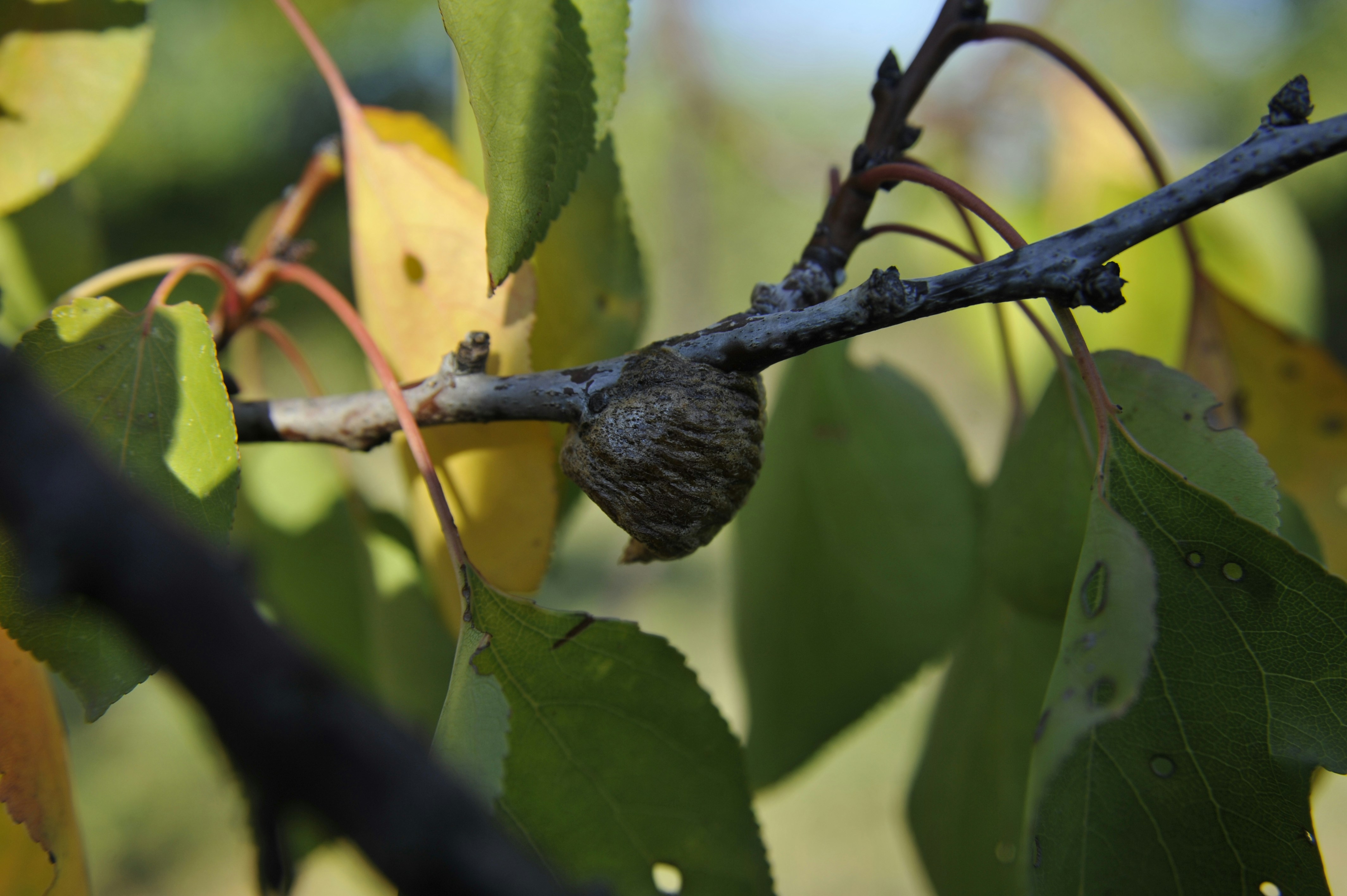 Praying mantis egg case