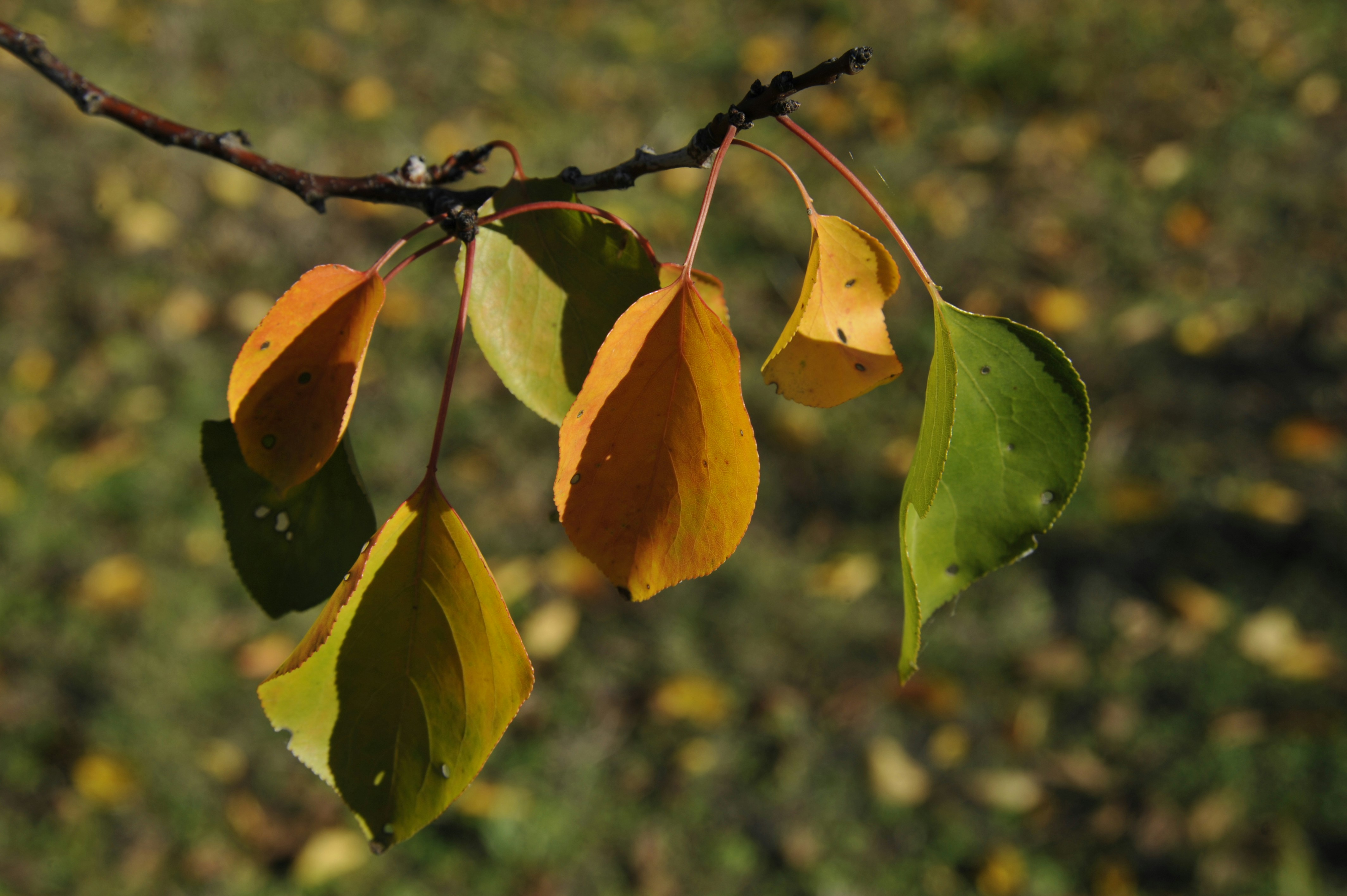 Photo by JOGsplash with Nikon D700