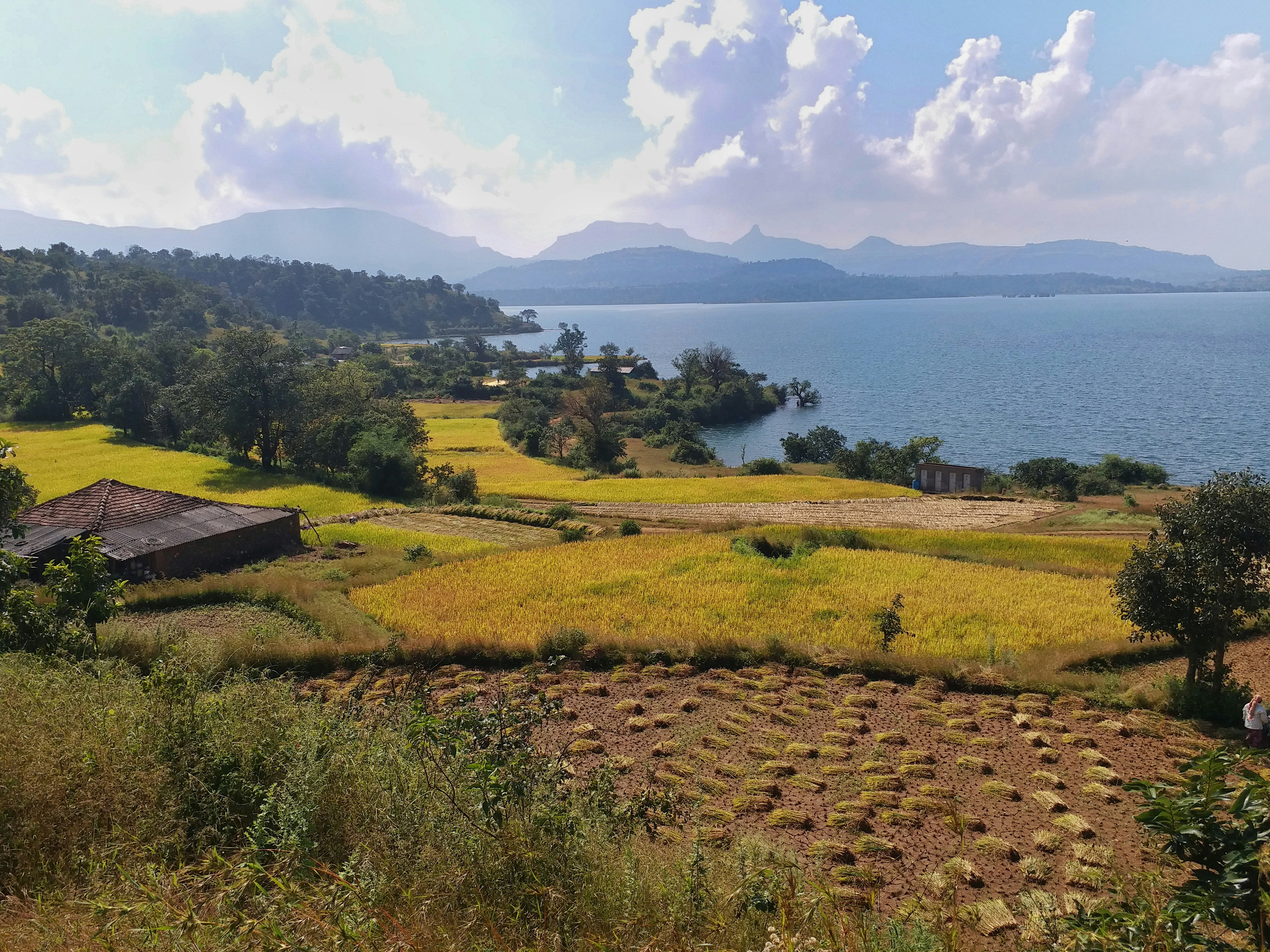 Terraced Harvest at Lakefront Horizon: Fields Meeting Distant Peaks