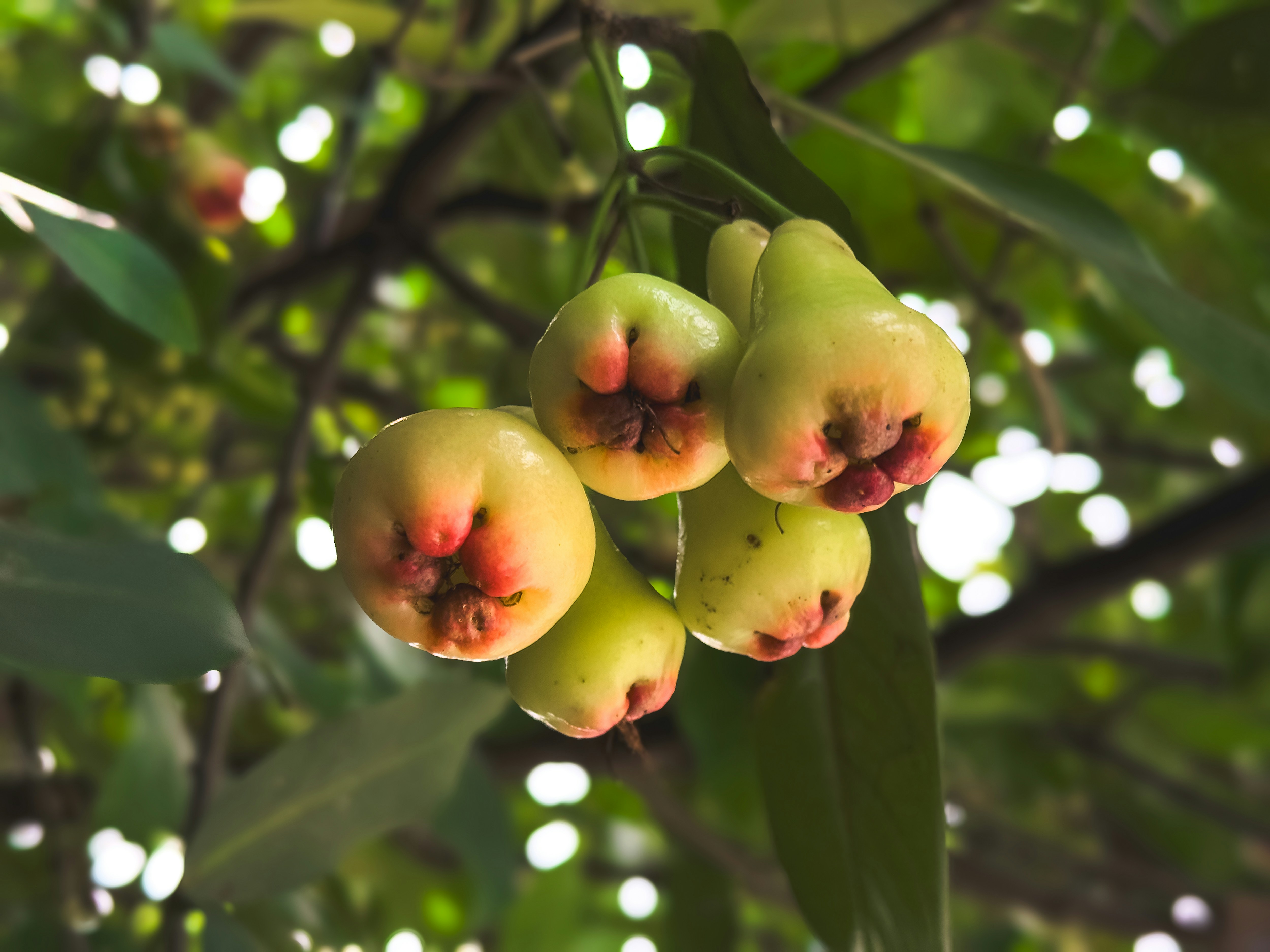 Sunlit Symphony of Water Apples