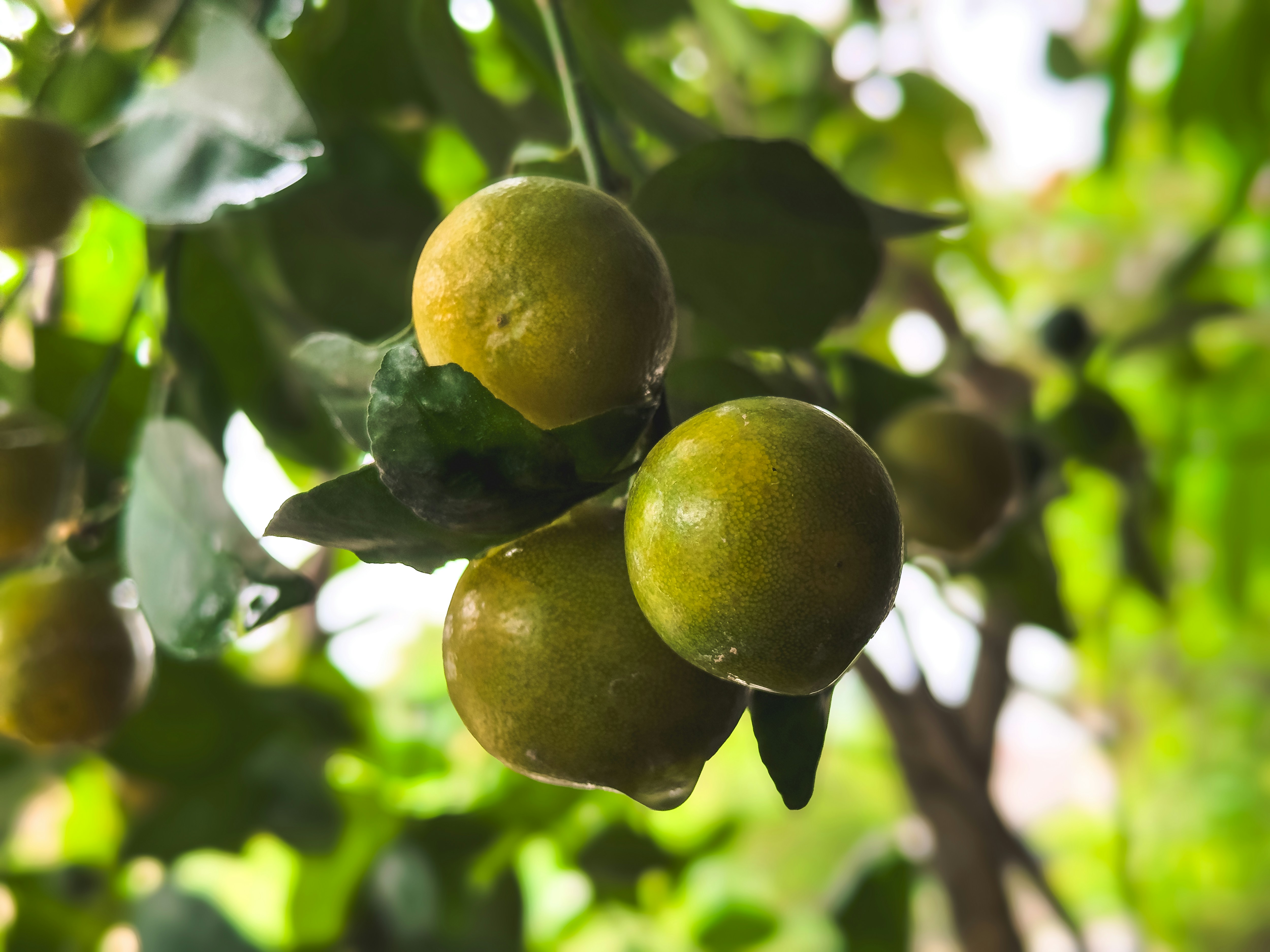 Lime Tree Pictures | Download Free Images on Unsplash