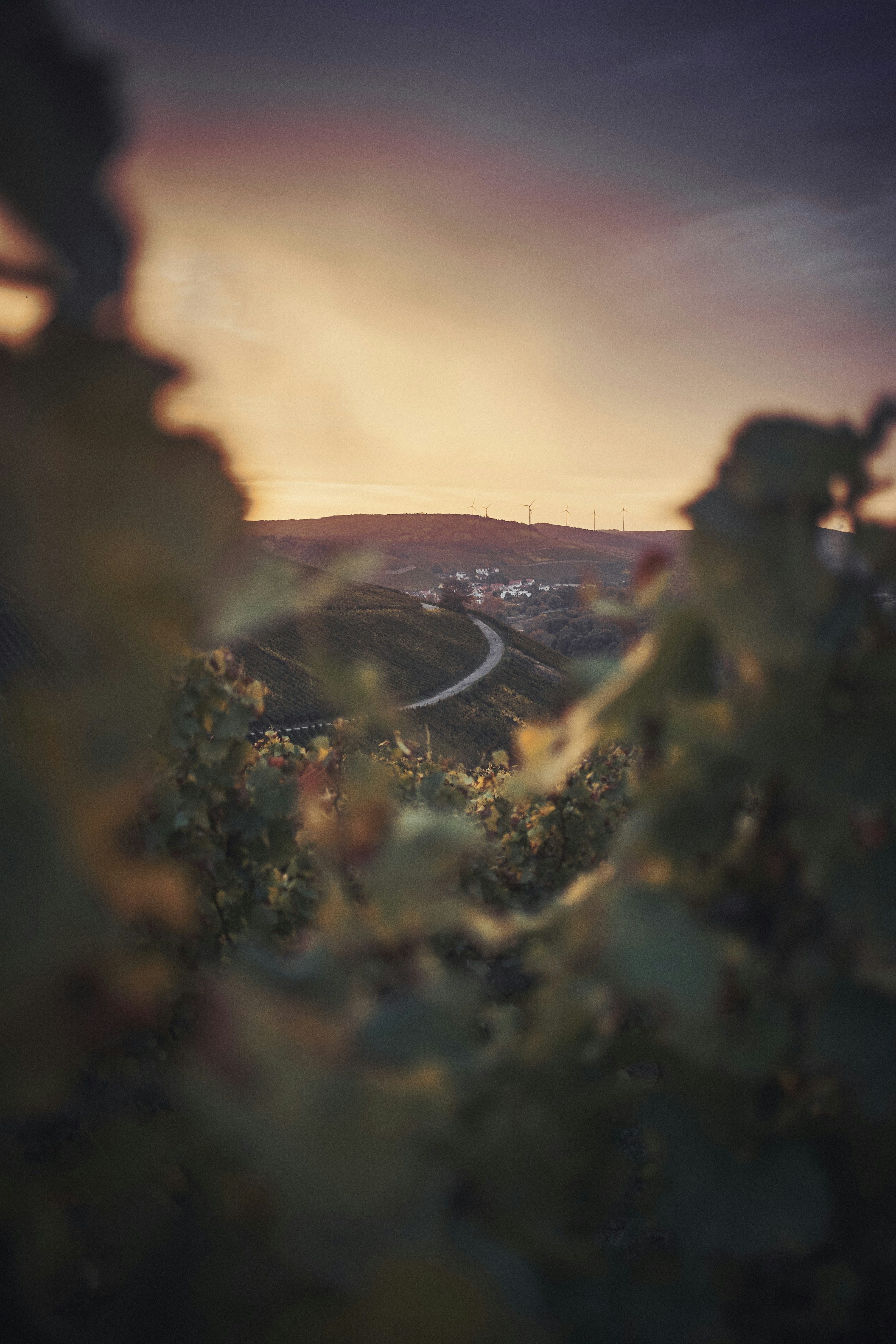 Amber Horizon over the Vineyard: Wind Turbines Along the Ridgeline