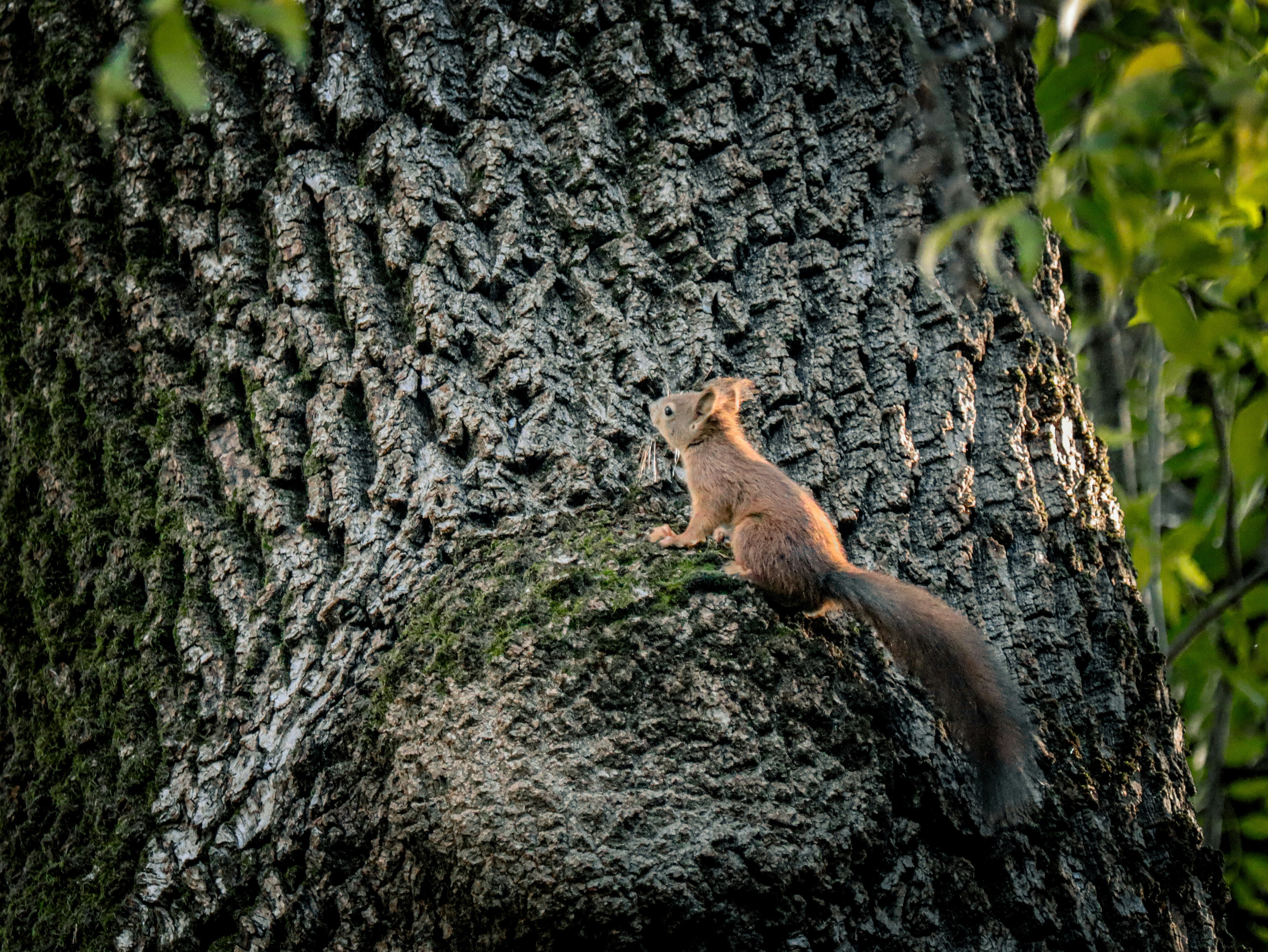 Squirrel on a Rugged Trunk: a Quiet Moment of Curiosity