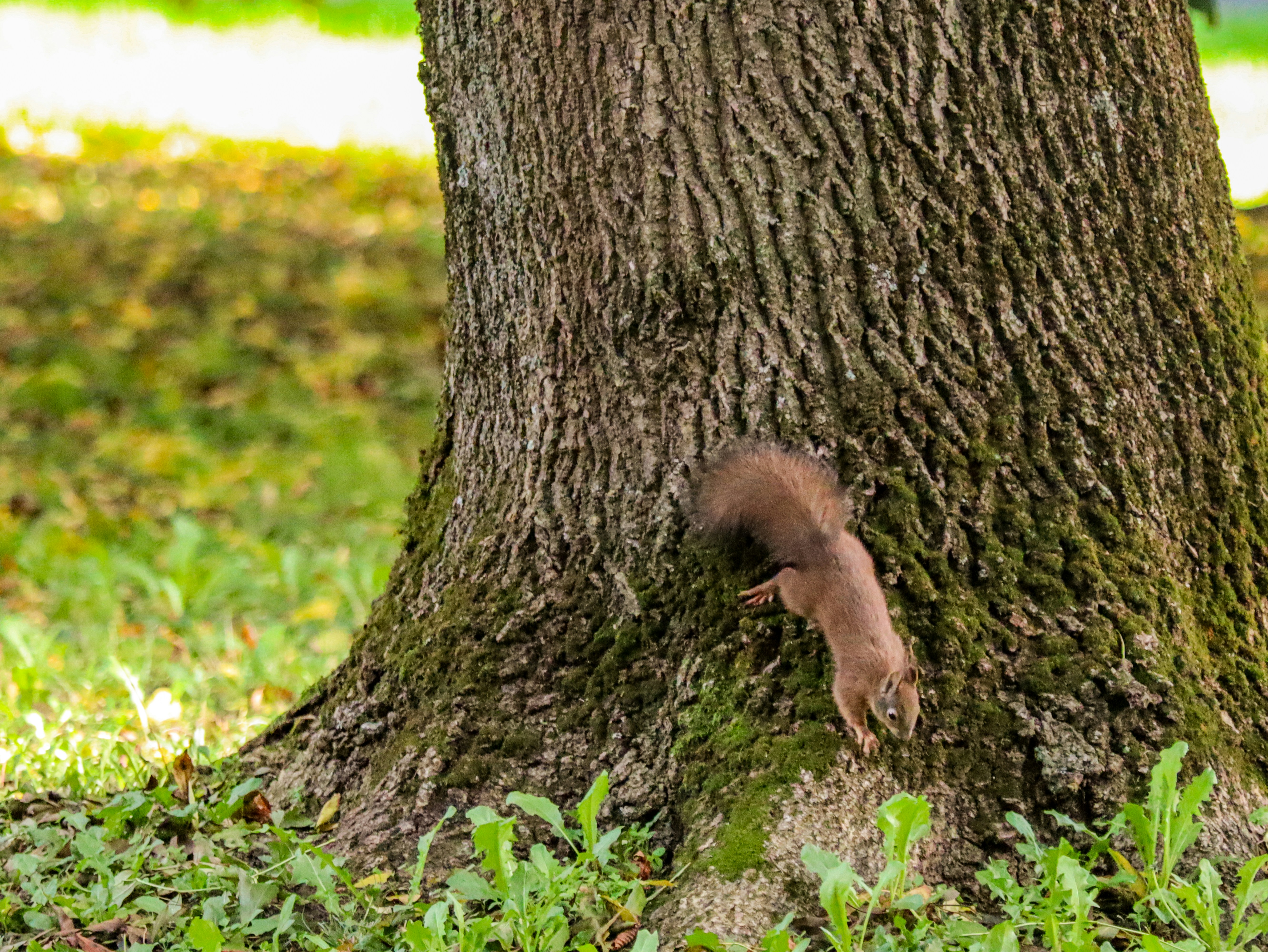 Squirrel at the Base: A Quiet Moment at the Tree's Foot