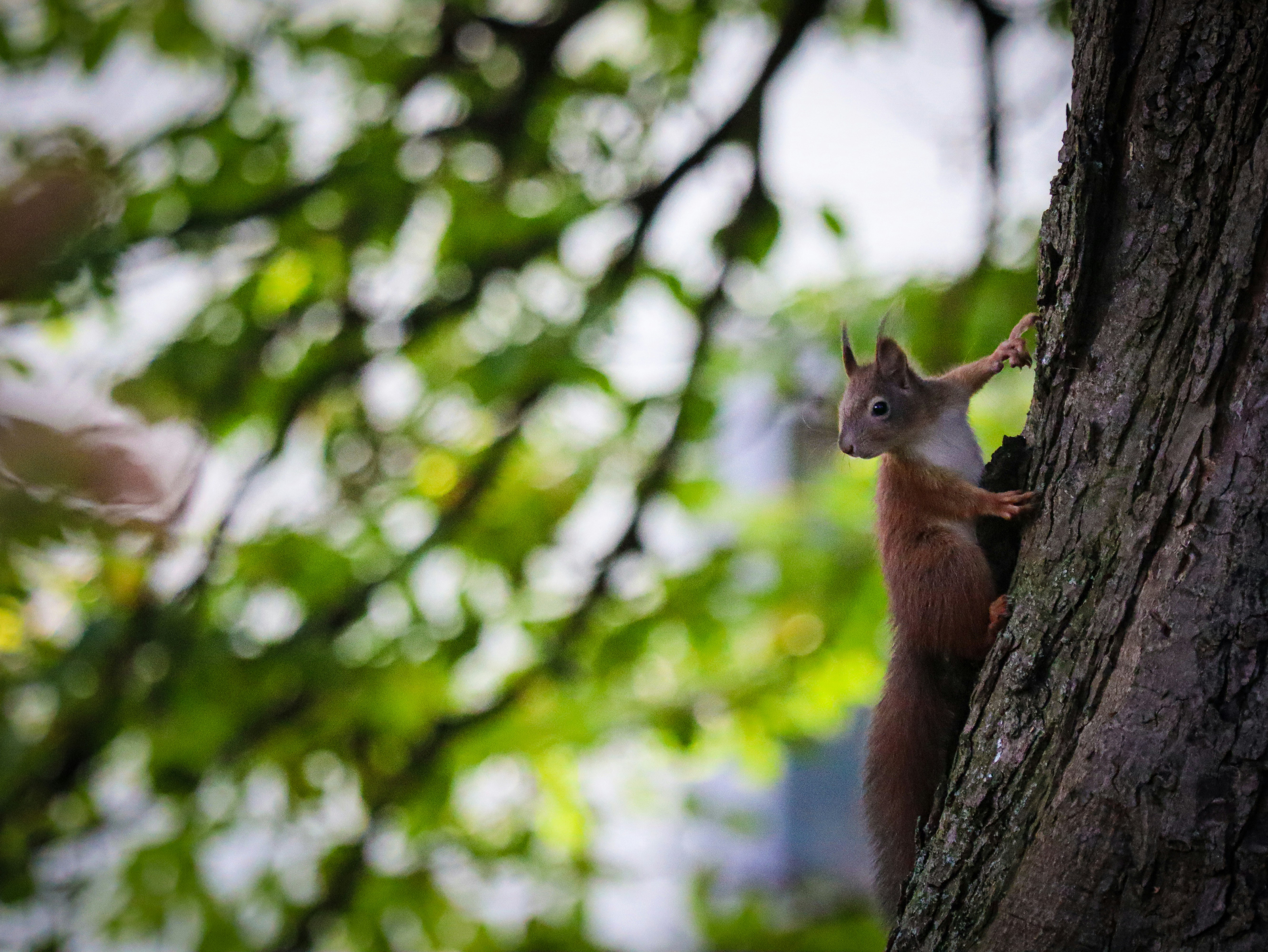 Tree-Clinging Squirrel in Dappled Light