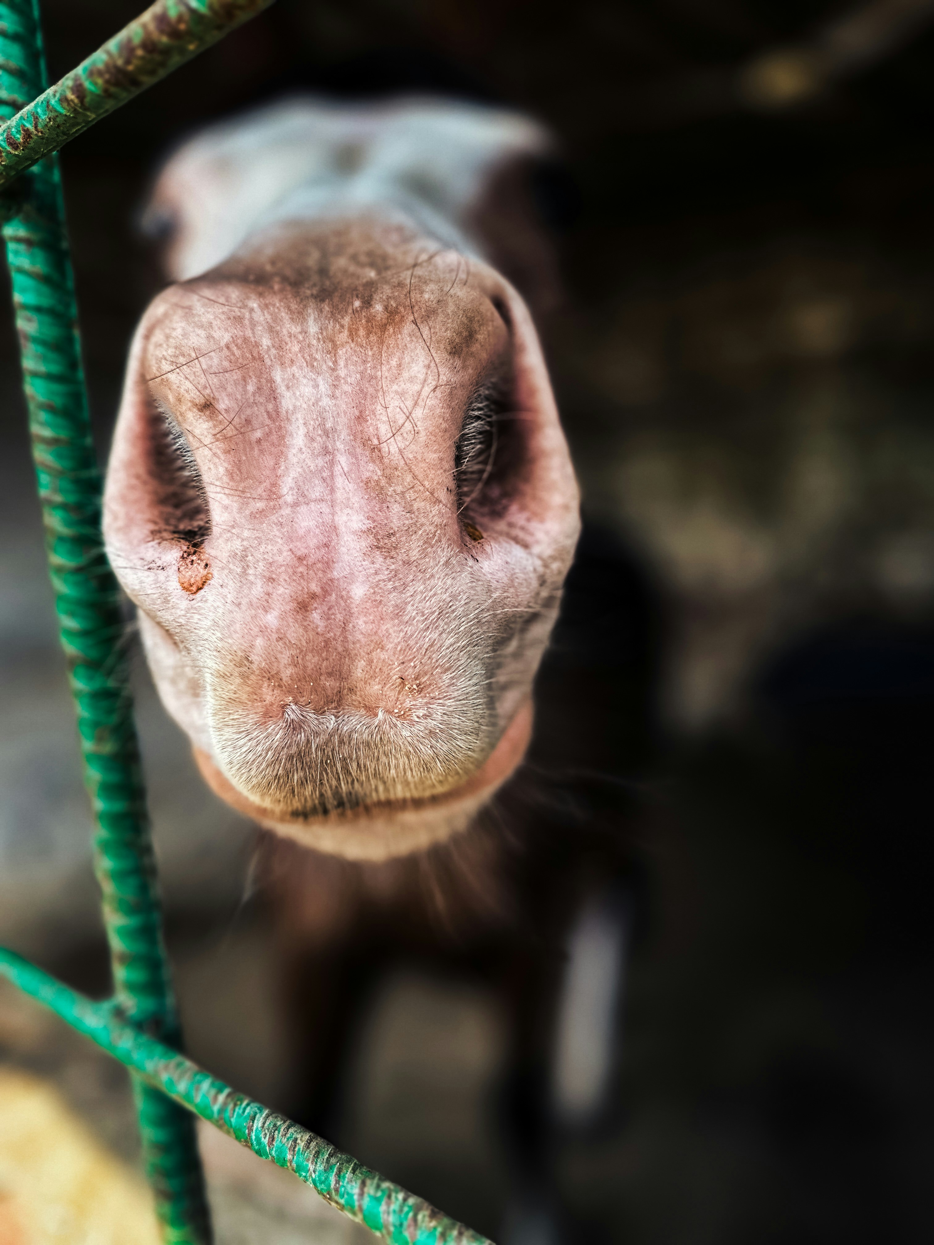 Nose-to-Lens: A Cow's Curious Proximity