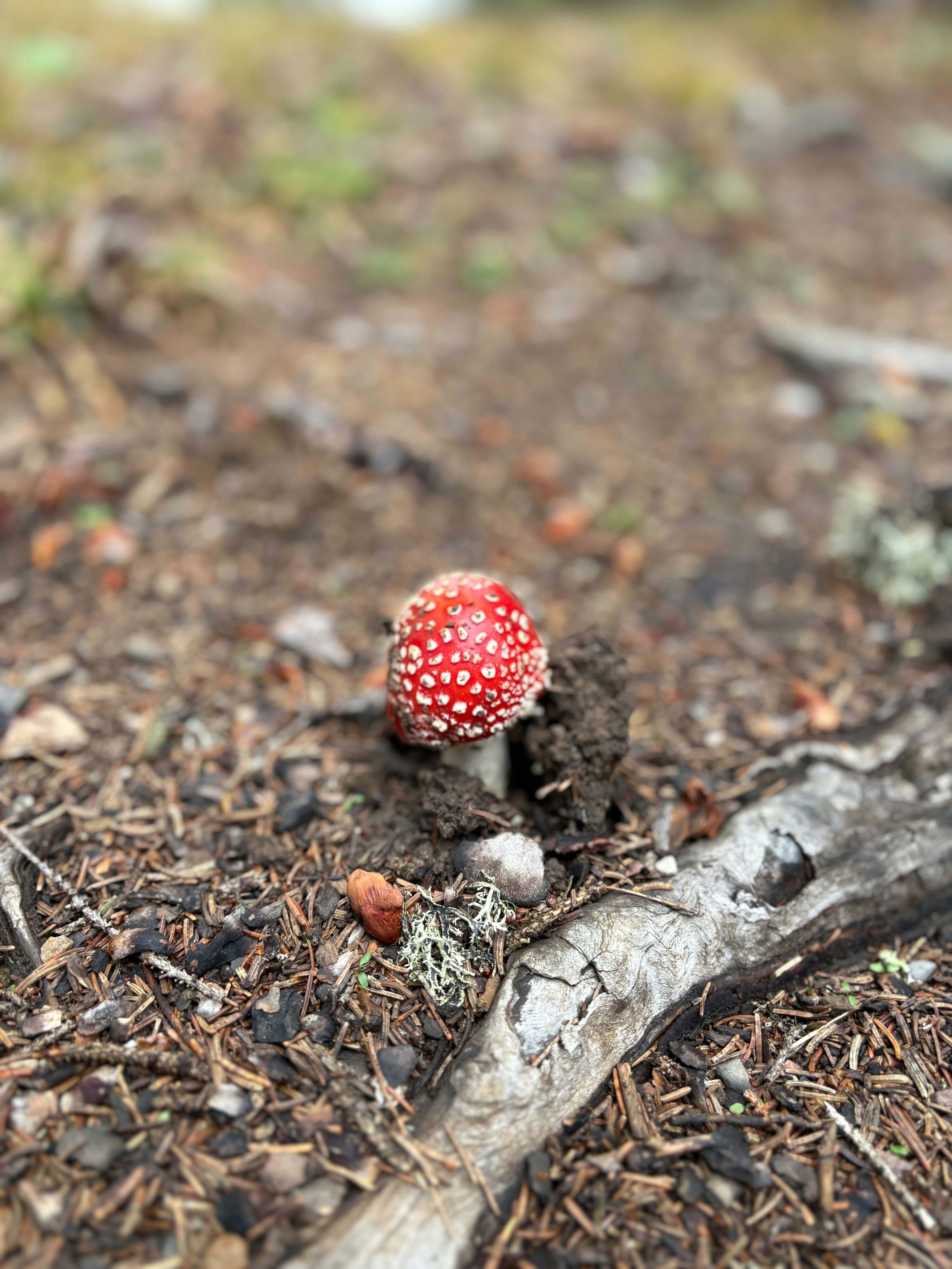 Red Sprite: single mushroom crowned by forest debris
