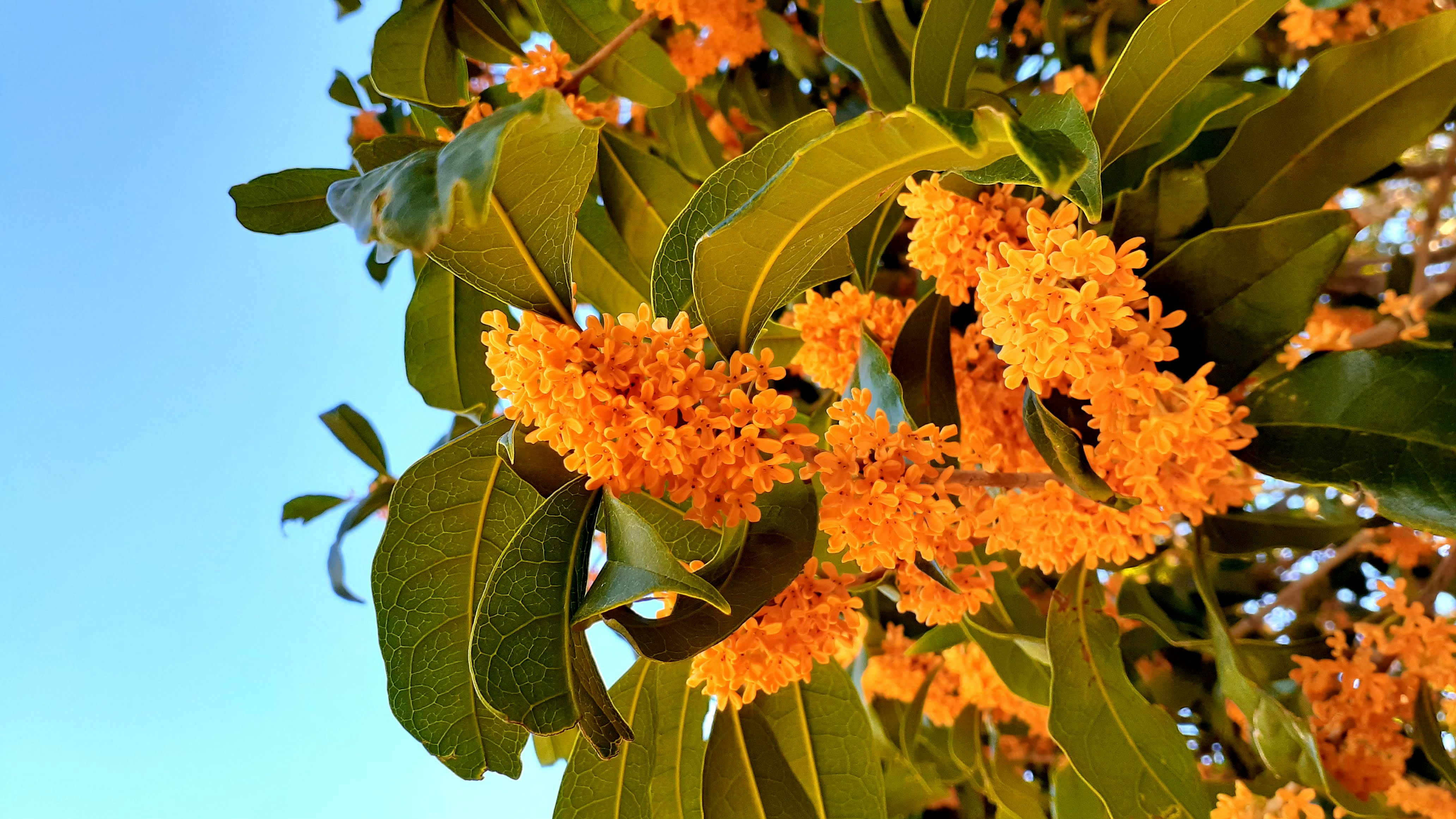 30,000+ Cute Flower Pictures | Download Free Images on Unsplash