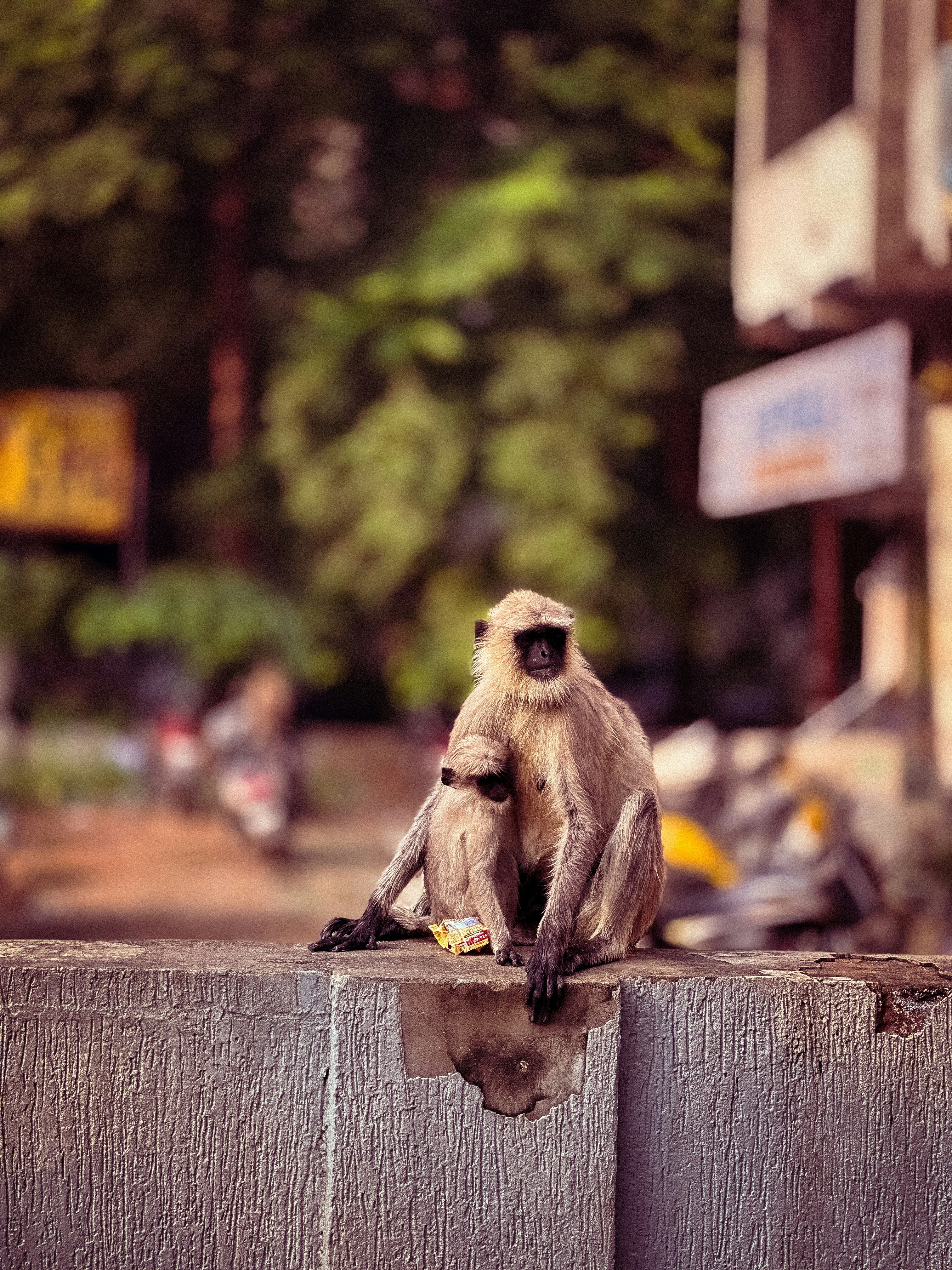Urban Sentinel: A macaque perched on a weathered railing amid city bustle