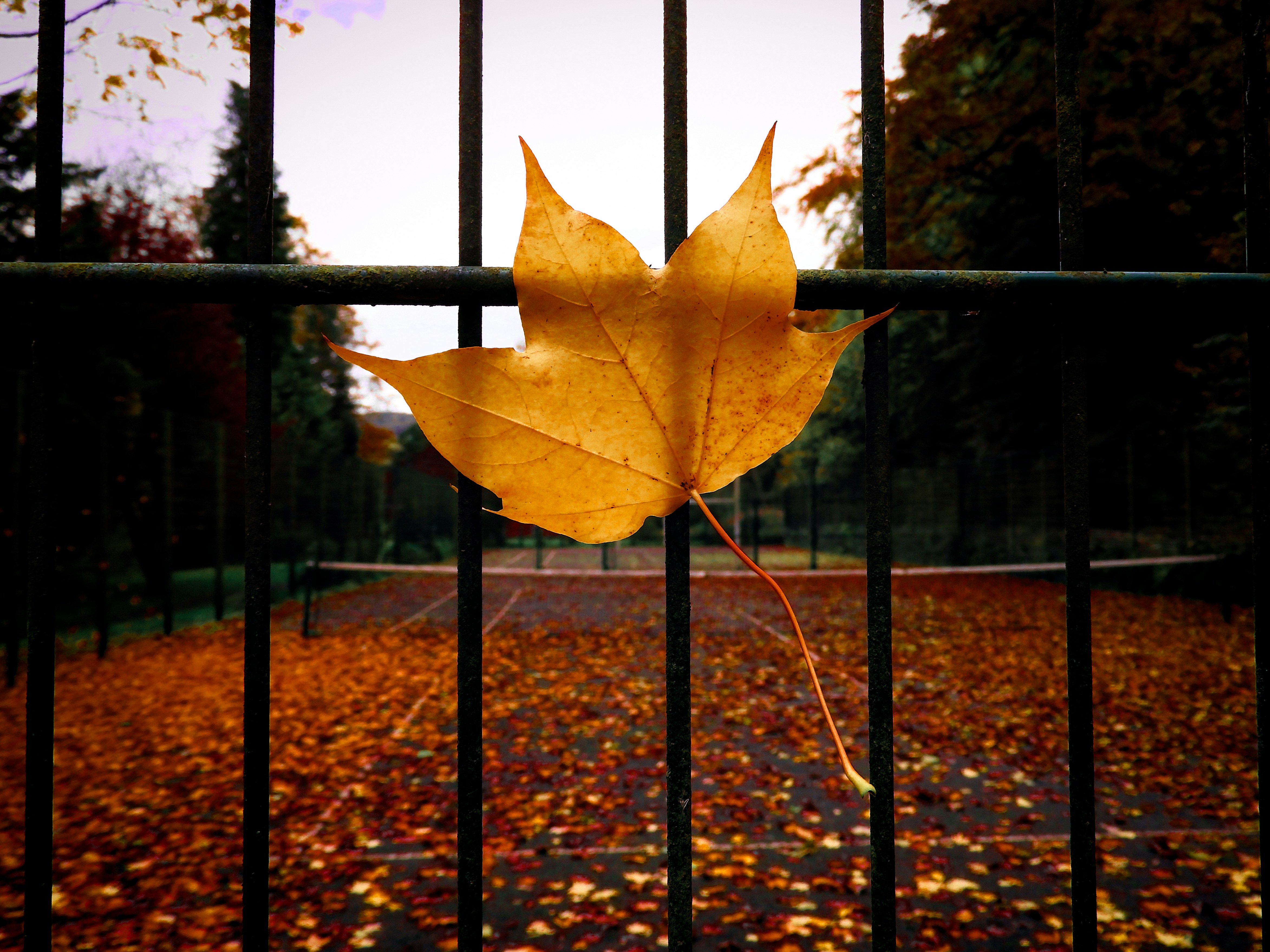 A yellow leaf sitting on top of a metal fence