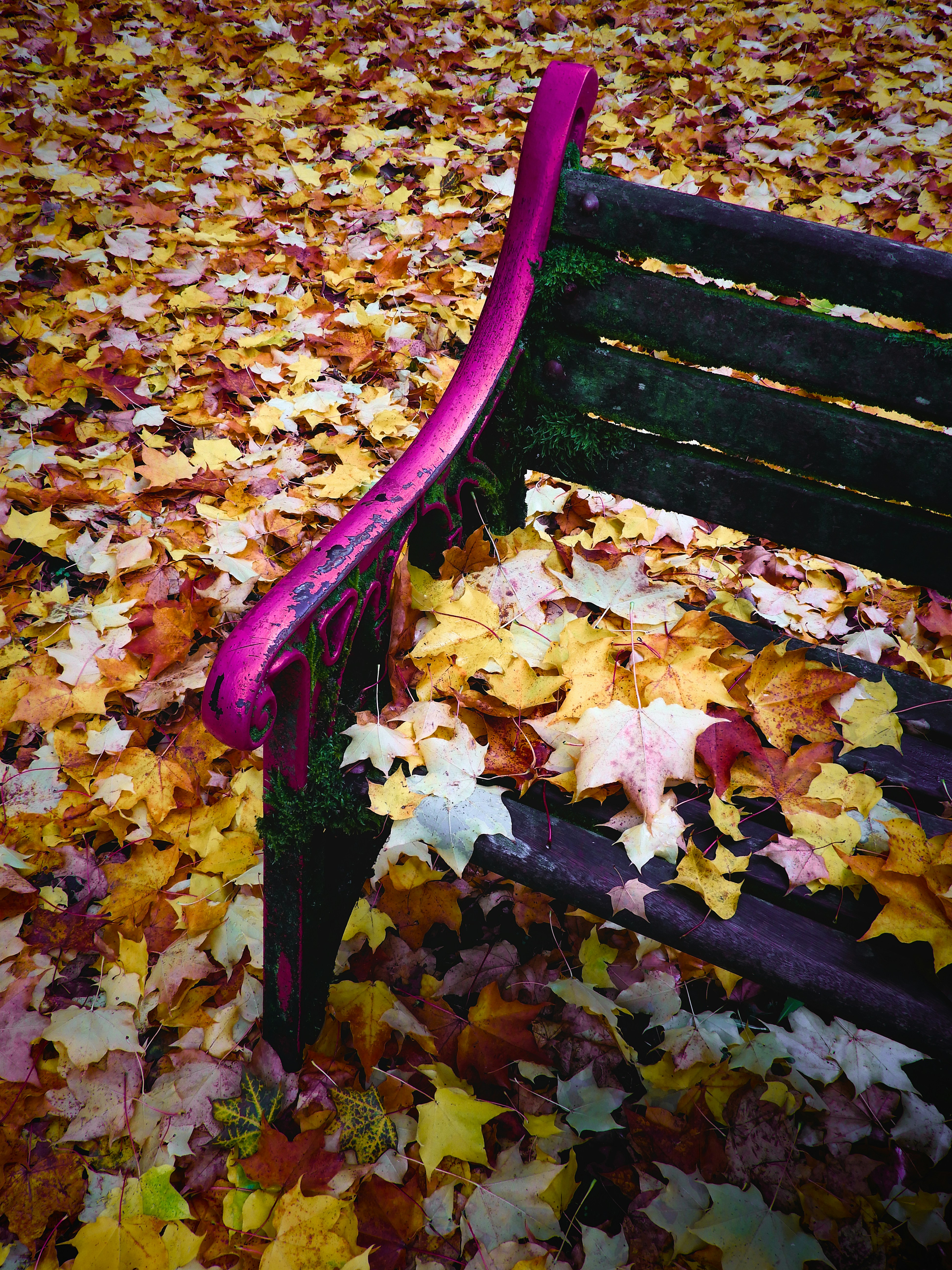 Purple Armrest Amid an Autumn Quilt