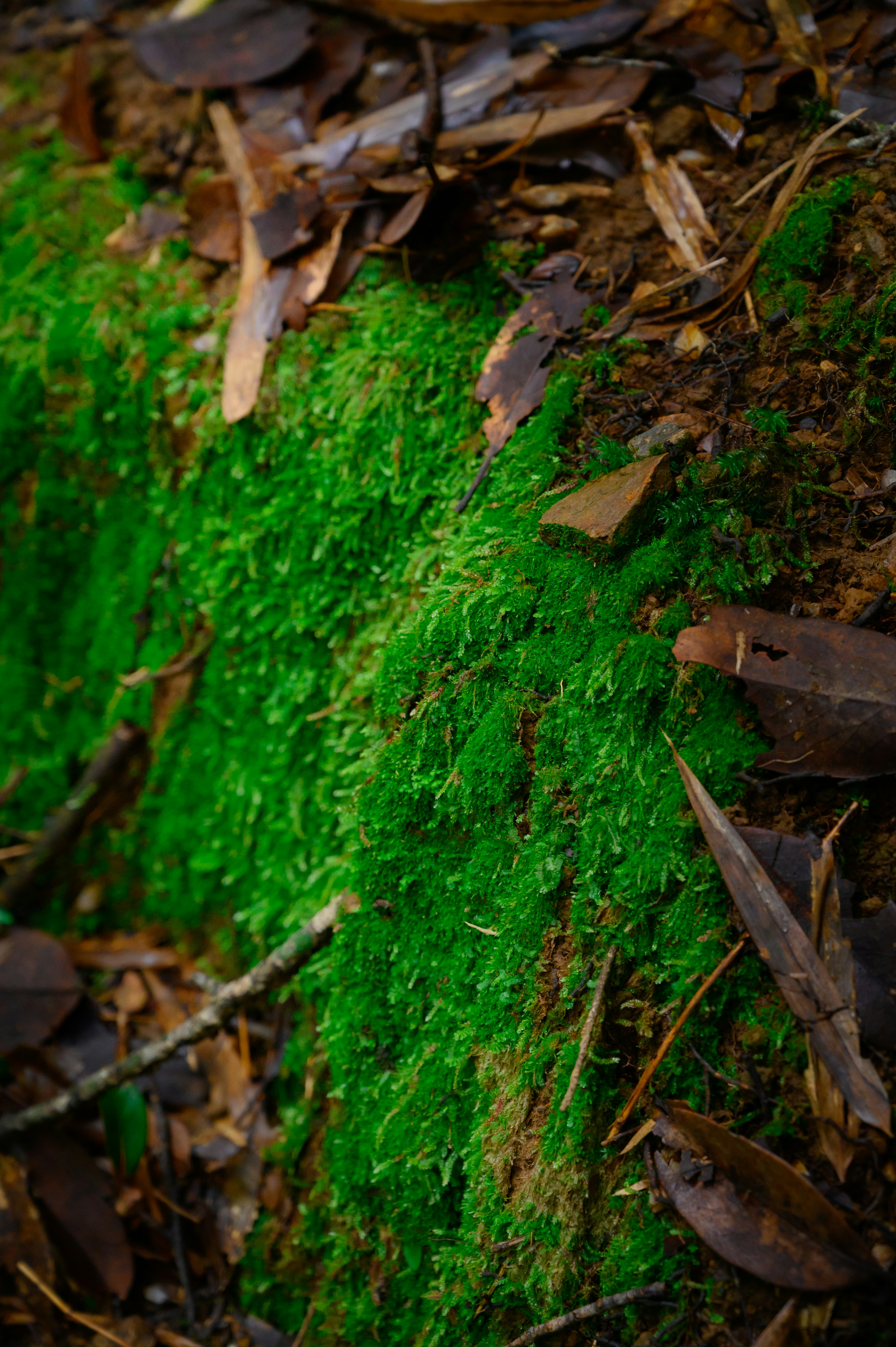 A close up of a patch of green moss photo – Free Jungle Image on Unsplash
