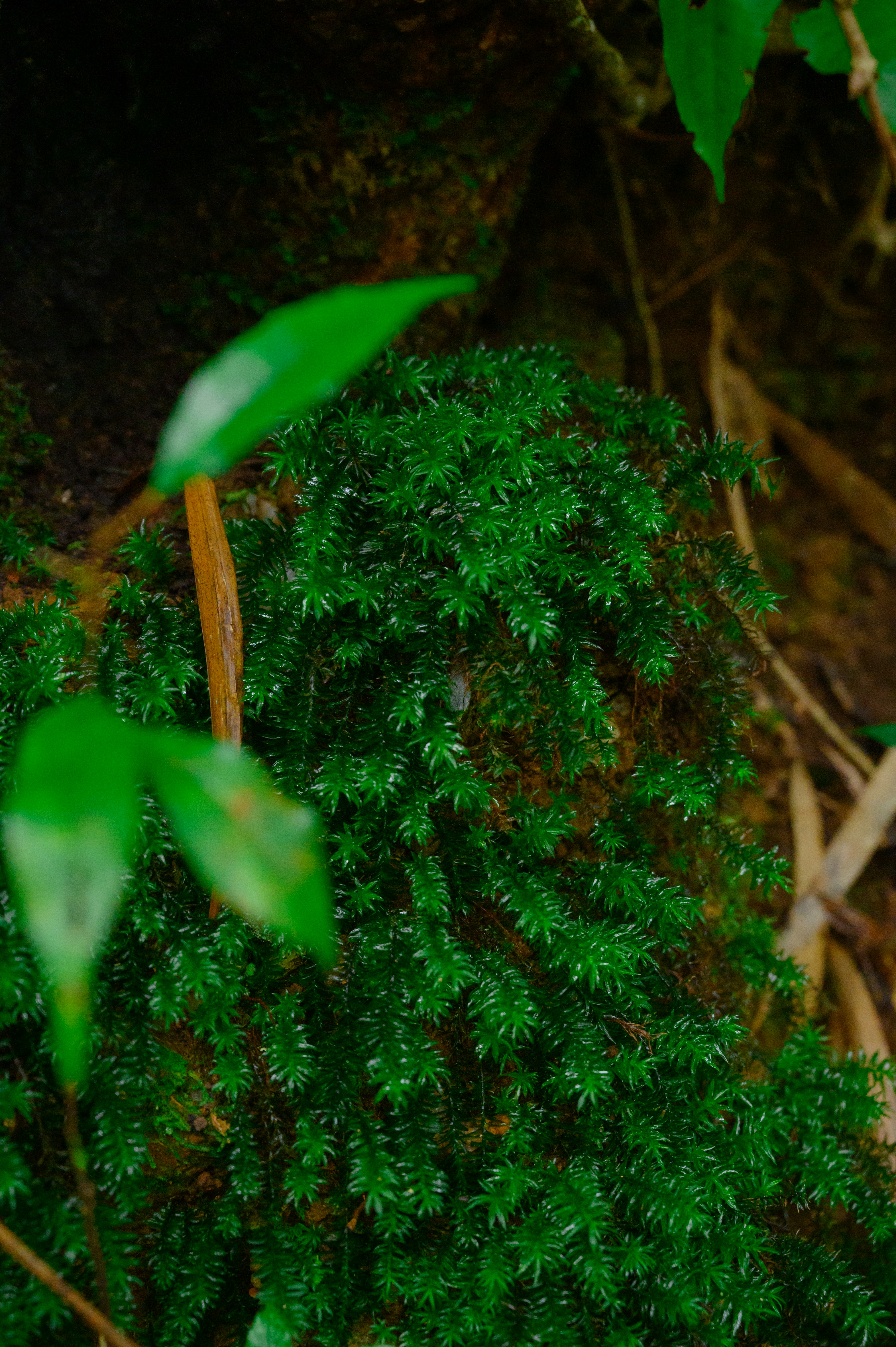 Emerald Needlework: Close-Up of Forest Moss Carpet