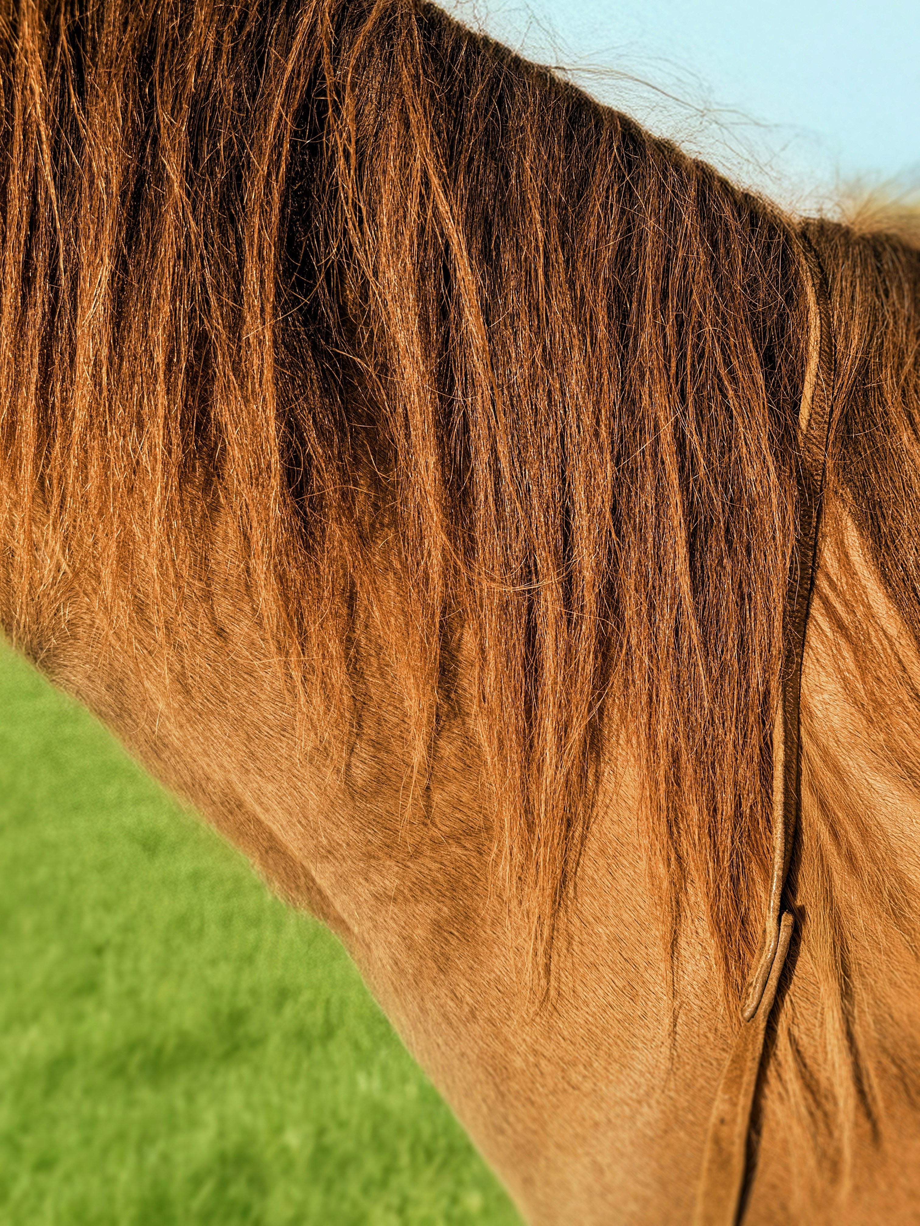 Close-up of a Chestnut Mane in Bright Sunlight