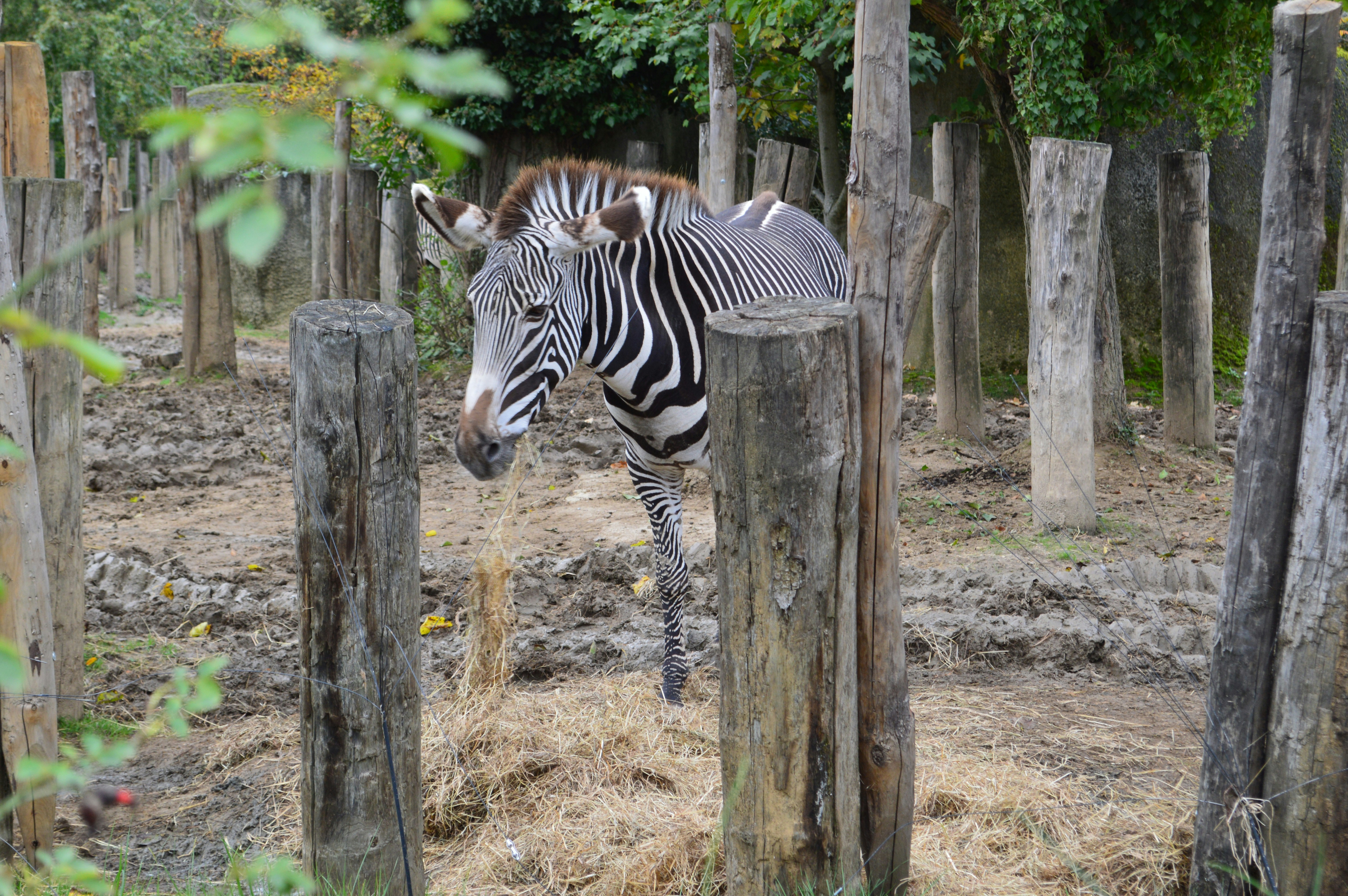 A zebra standing next to a wooden post in a forest photo – Free Animal ...
