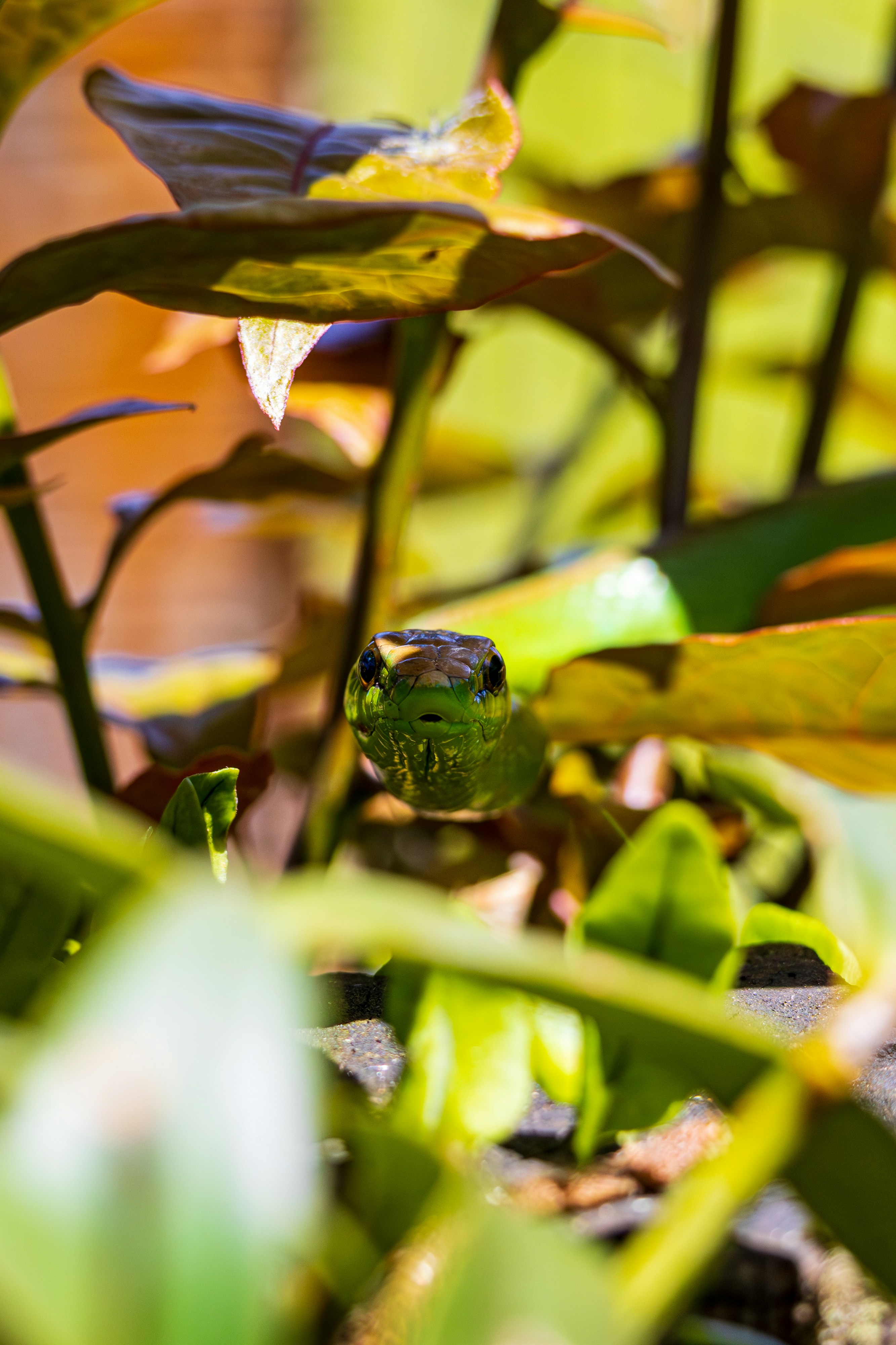 Emerald Veil: A Green Snake Emerges Through Sunlit Foliage