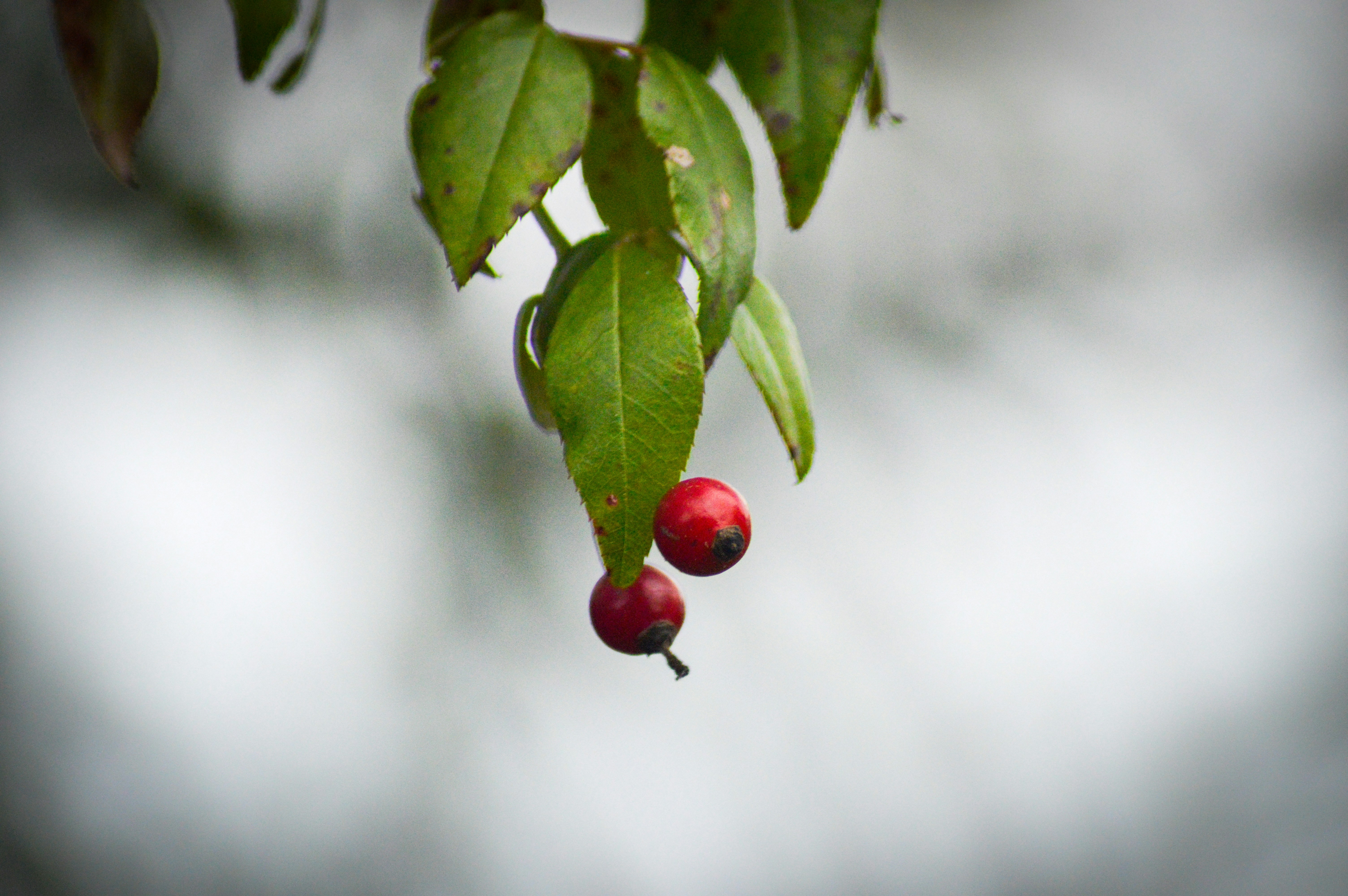 Crimson Berries in Velvet Bokeh: A Quiet Garden Moment