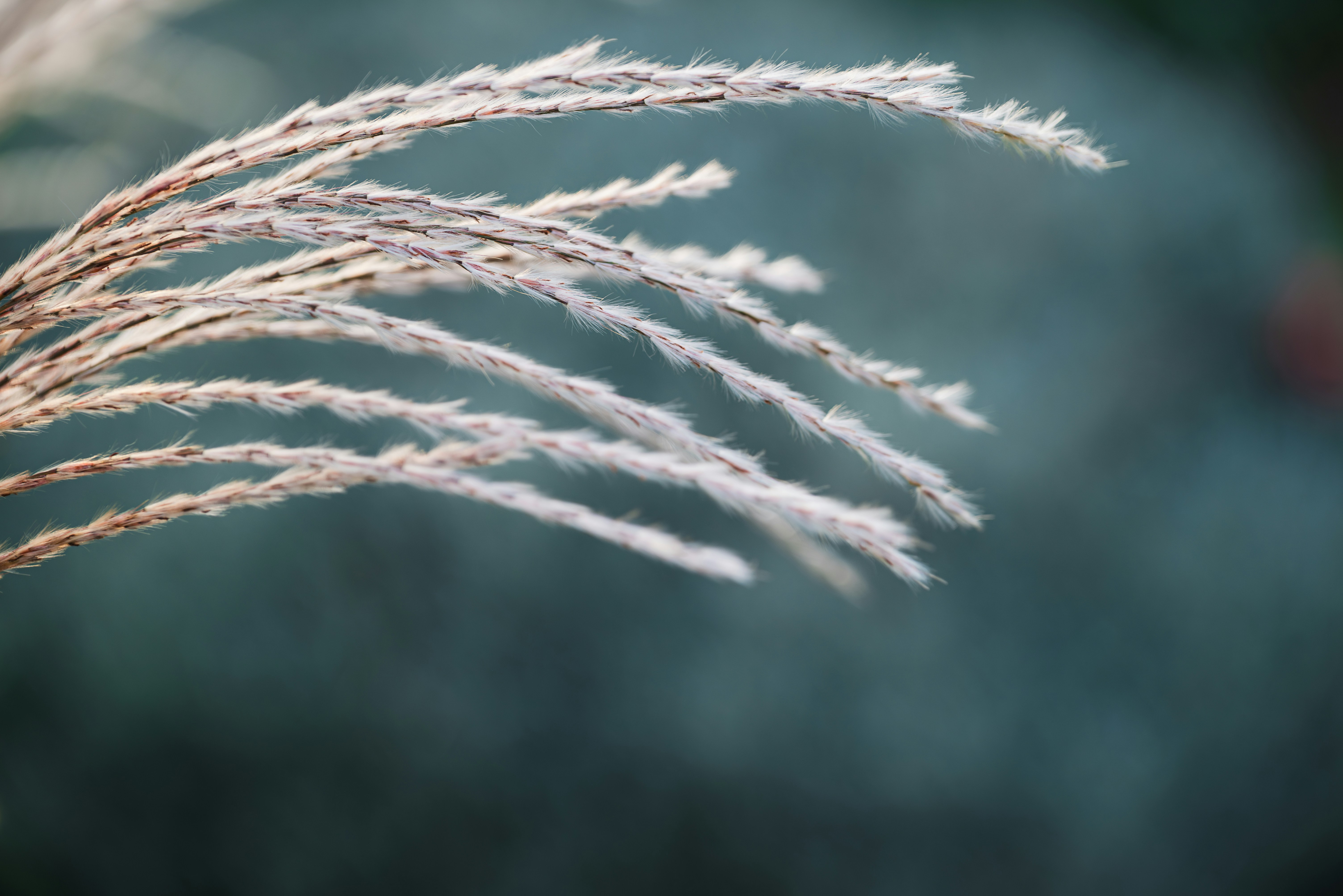 Curved Reed Fronds in Soft Backlit Blur