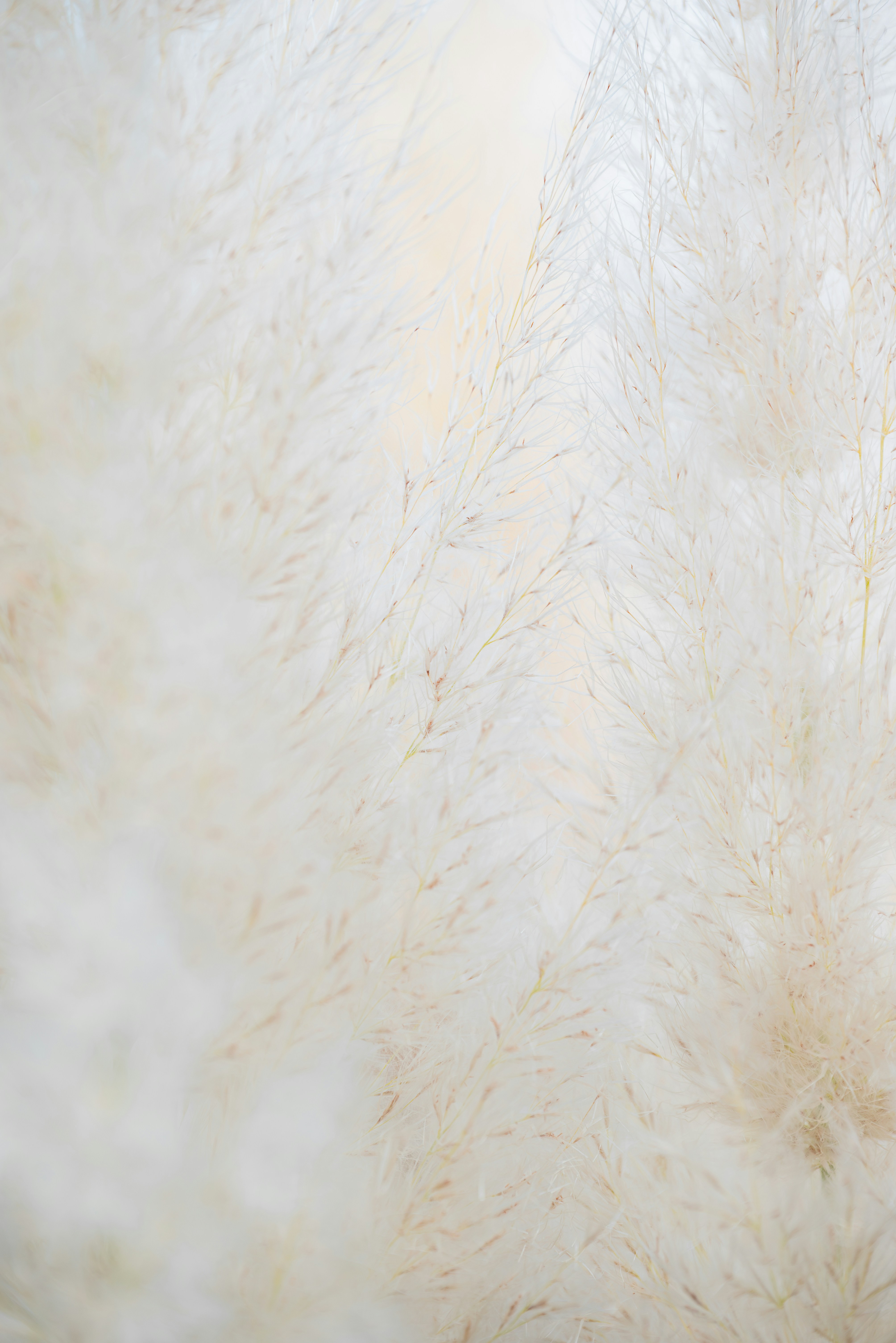 A close up of a white fur texture photo – Free Grass Image on Unsplash
