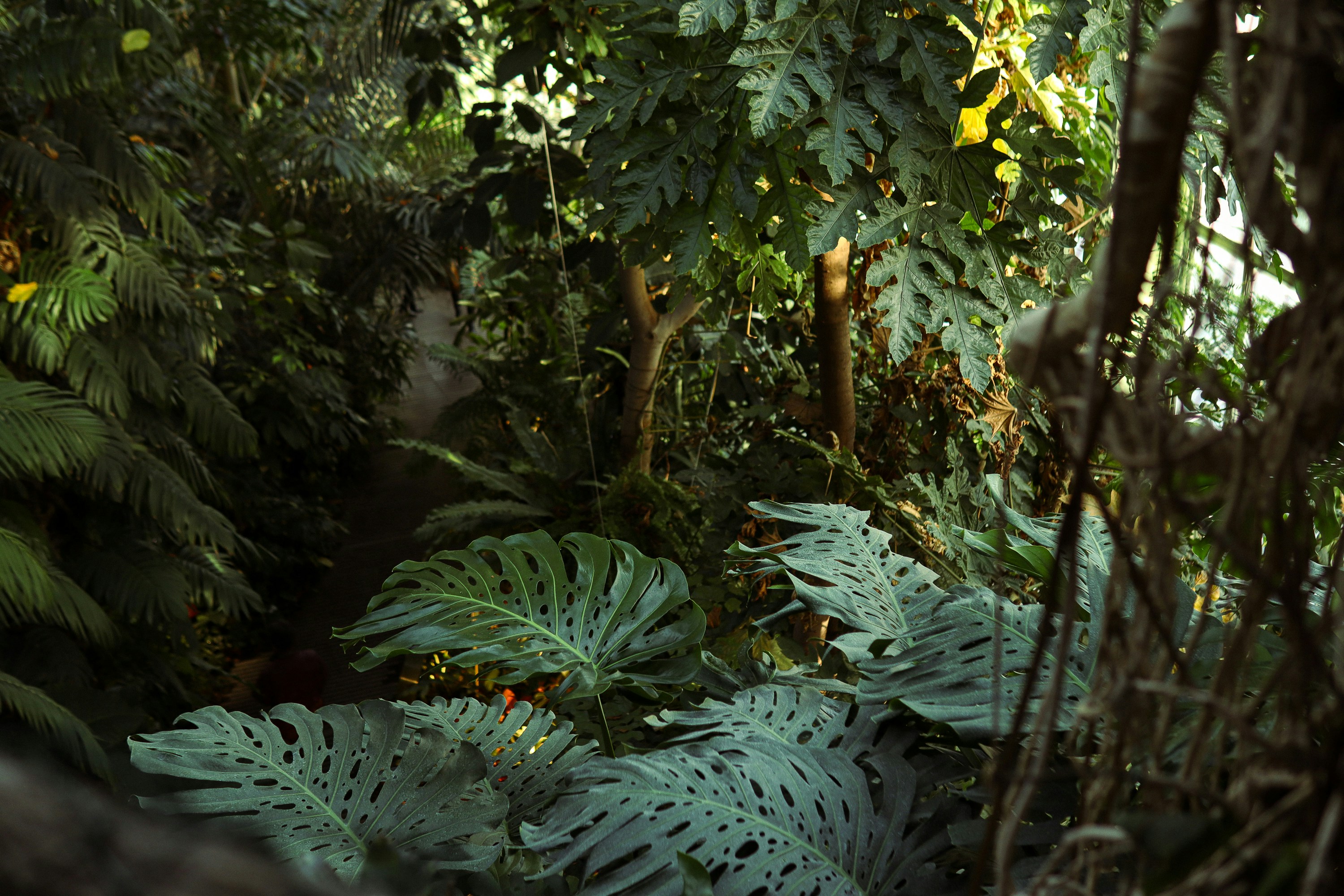 Tropical botanic garden scenery