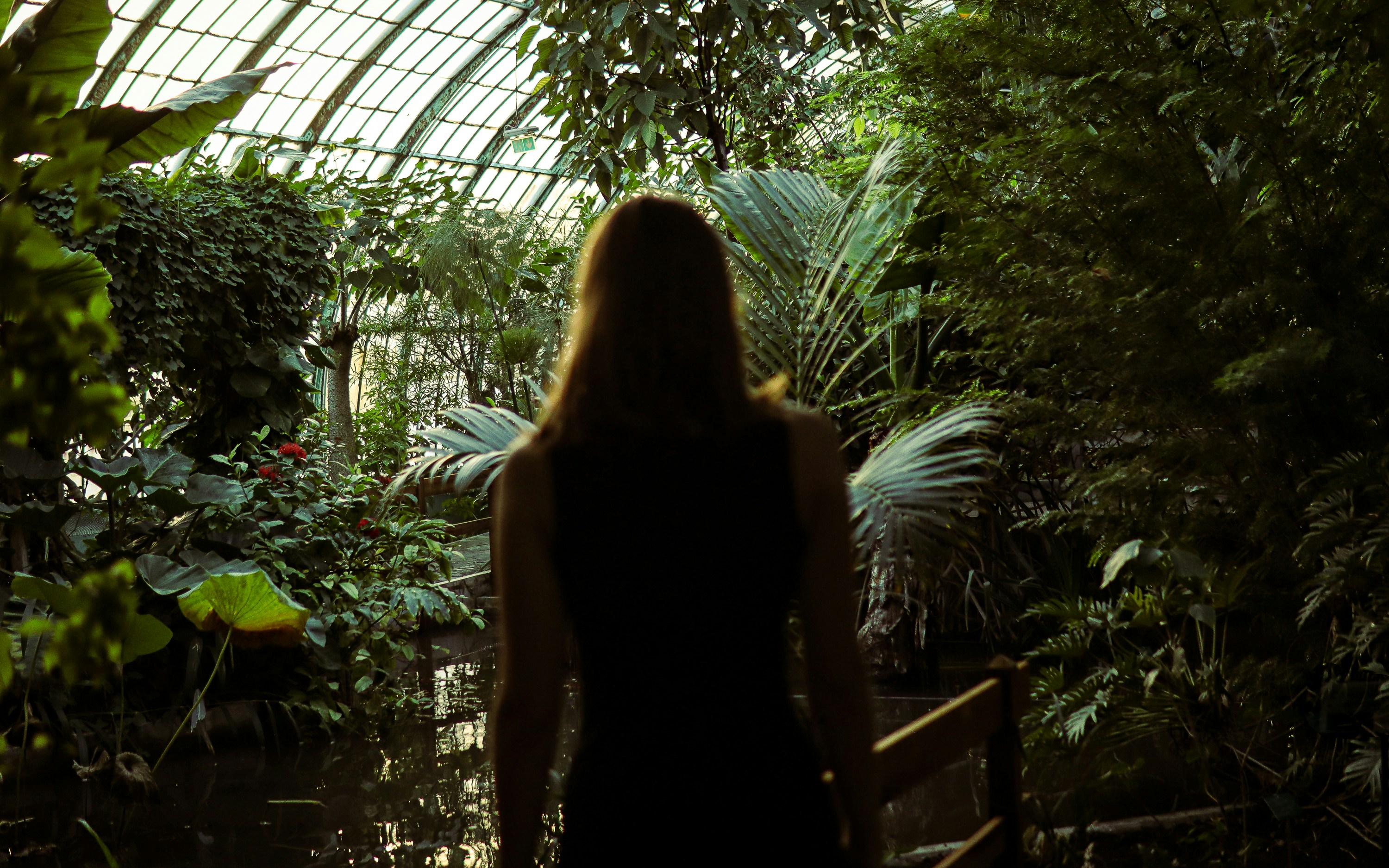 Silhouette in the Glasshouse: A Quiet Figure Amid Tropical Light
