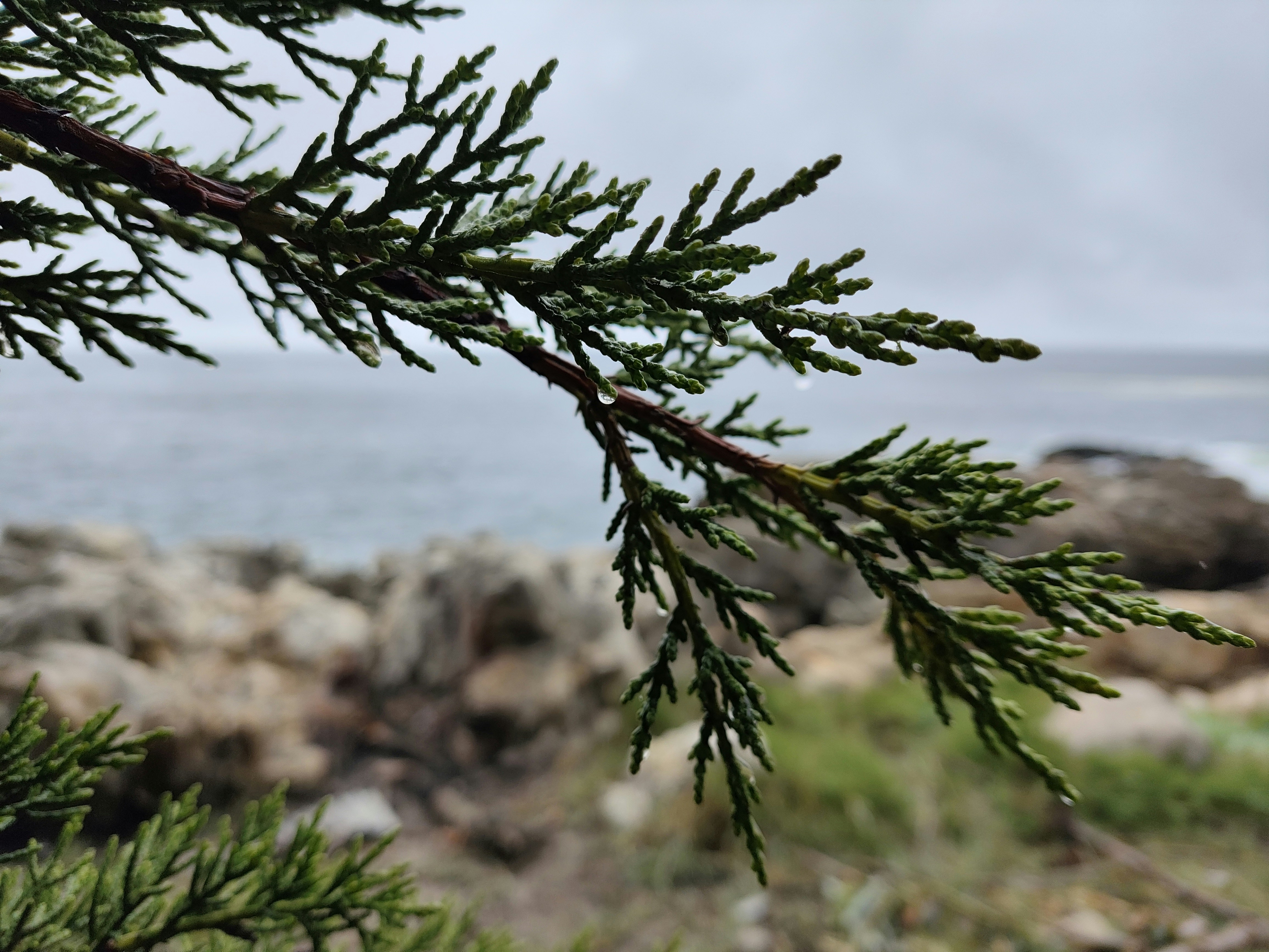 Frond in Focus: Cedar Branch Framing a Quiet Seaside Scene