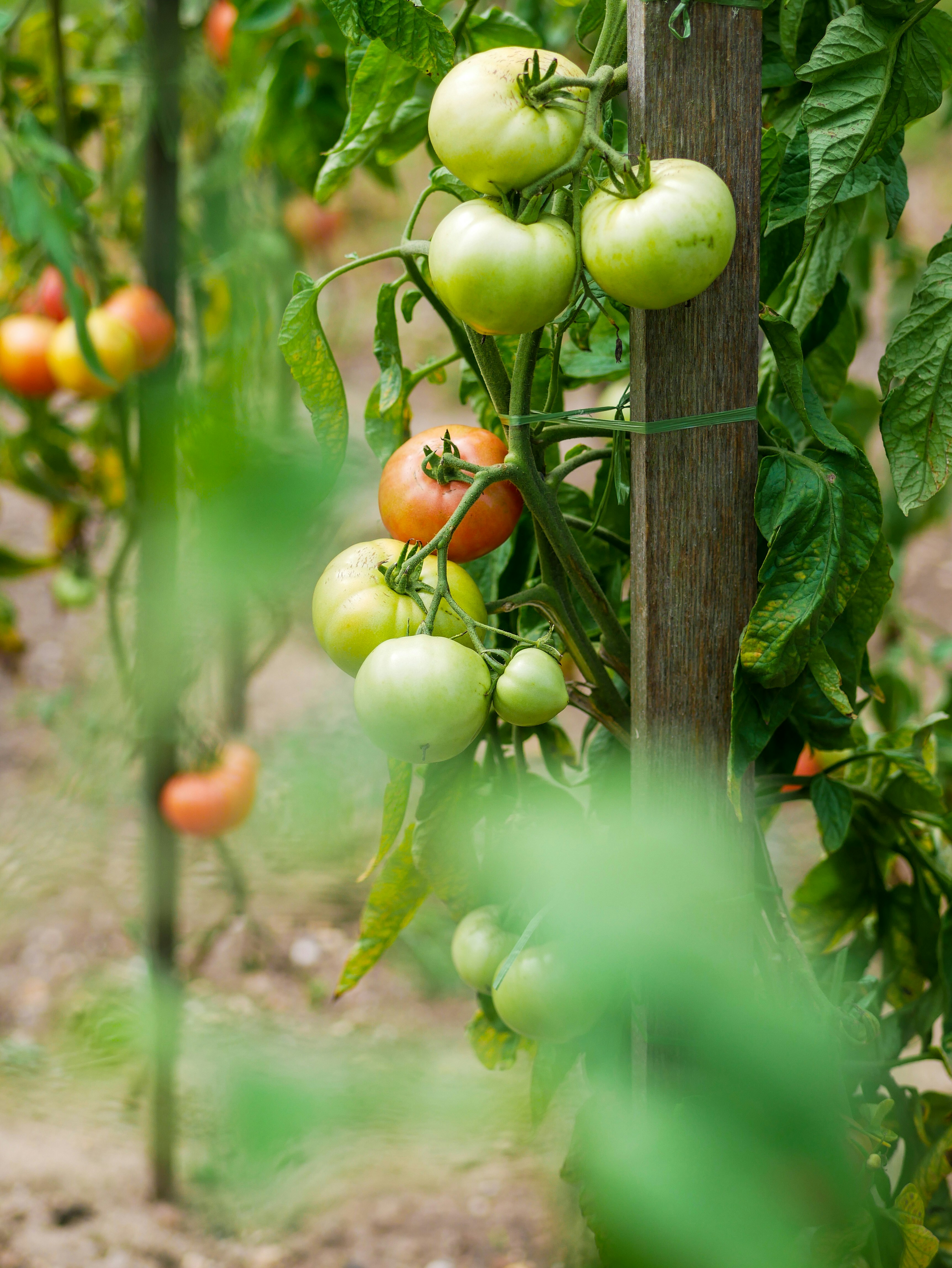 Tomatoes on a organic farm