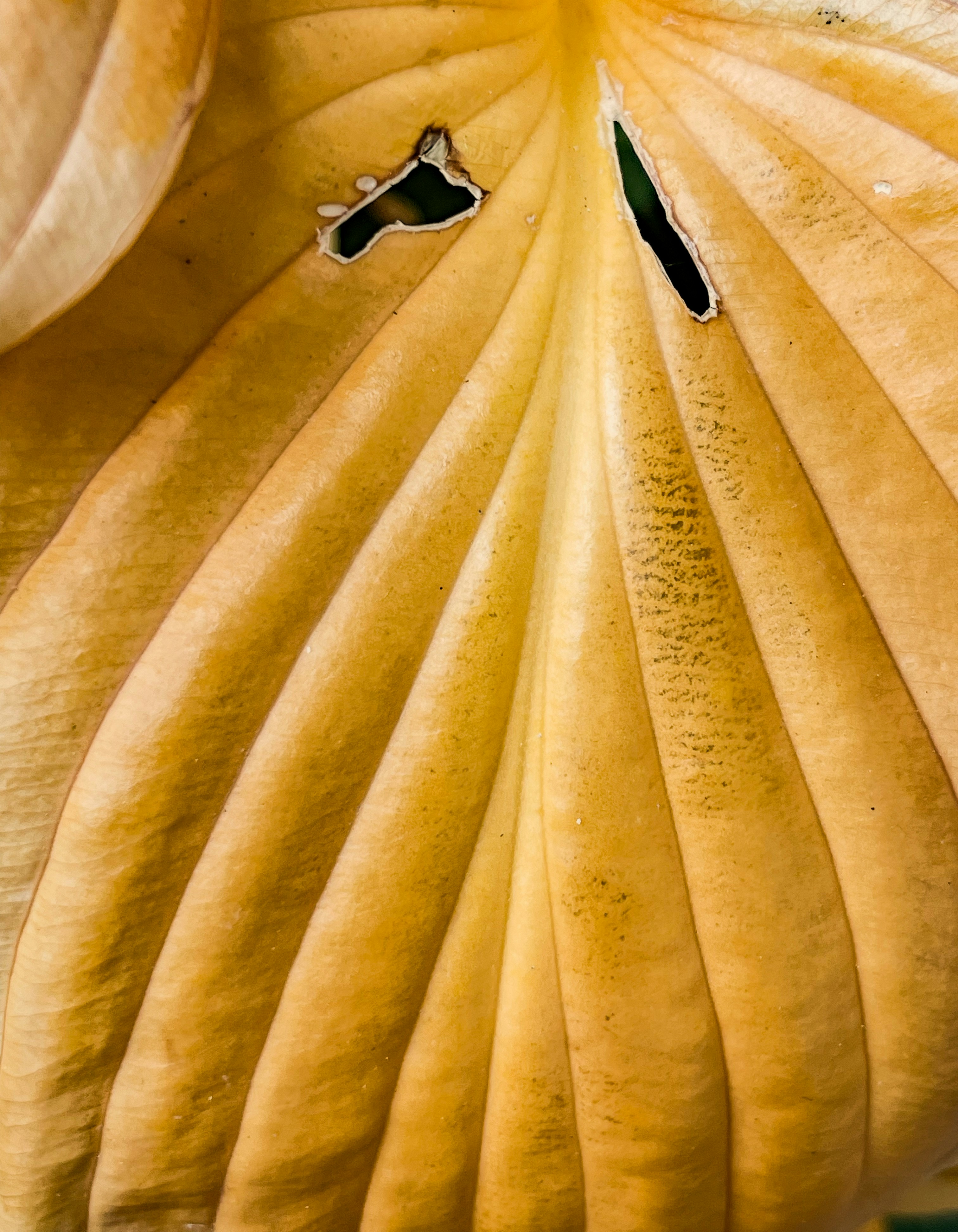Amber Ribs in Sun: A Macro Portrait of a Weathered Leaf