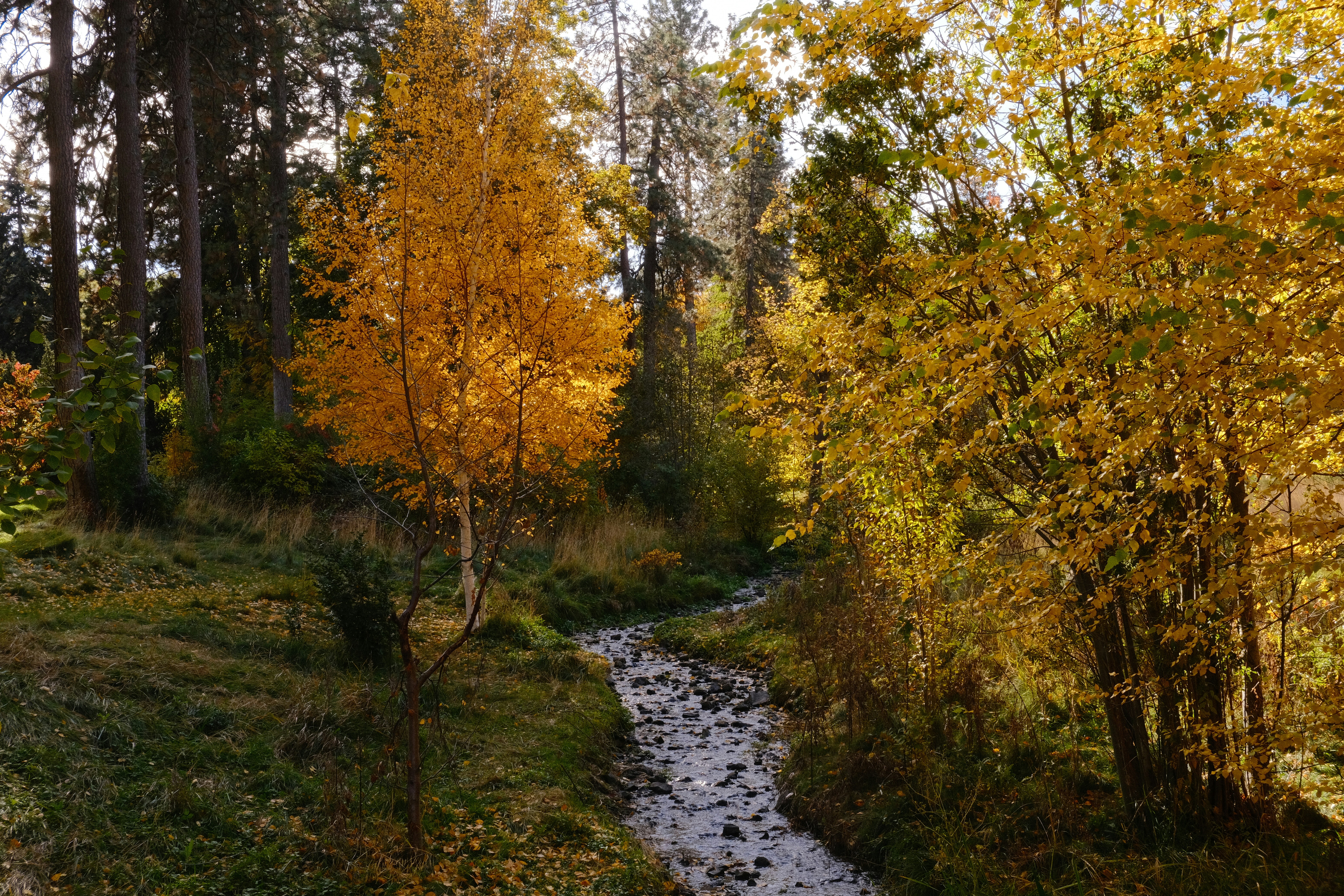 A stream running through a forest filled with trees photo – Free John a ...