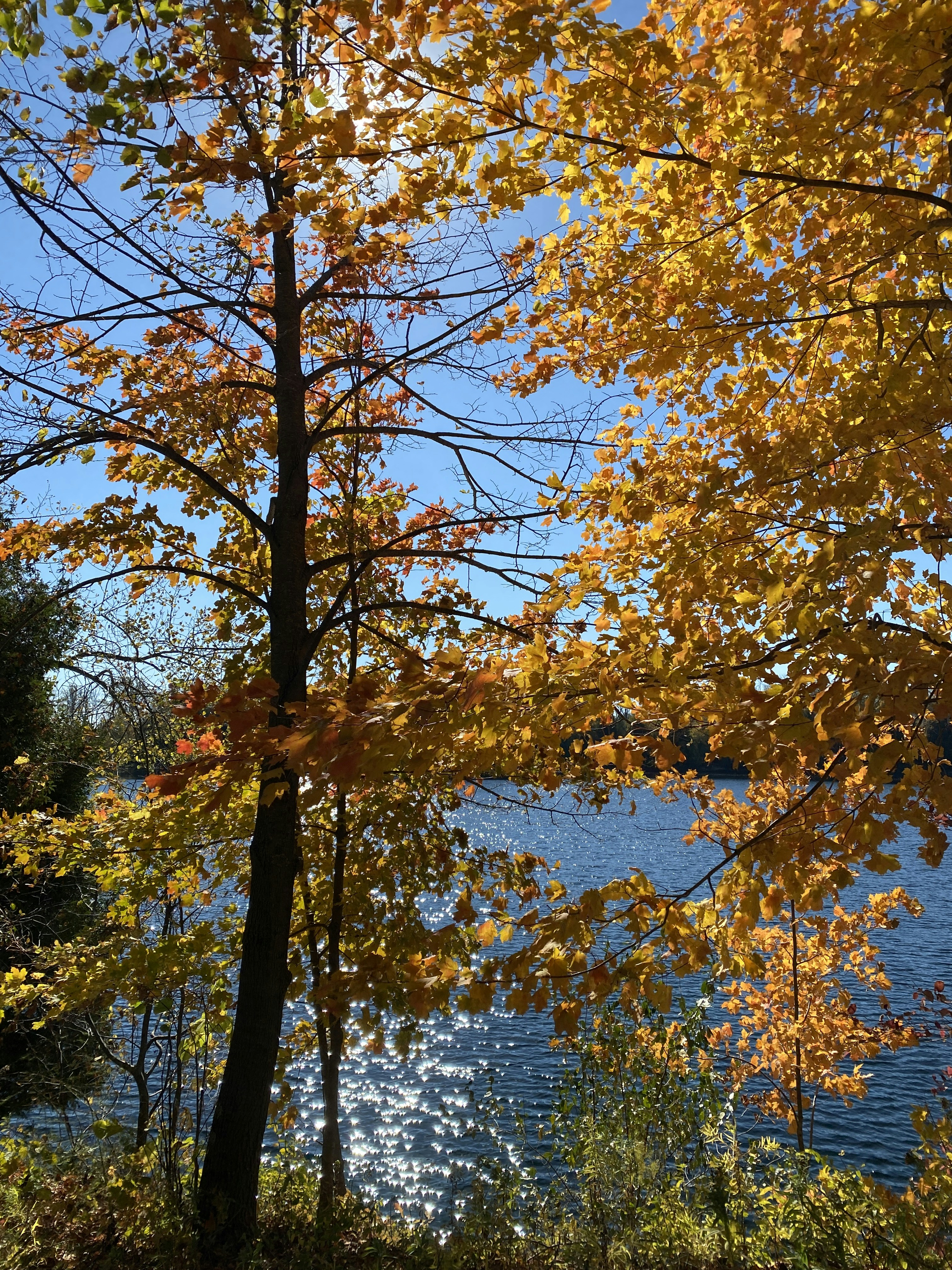 A peek between the trees at the lake with sun splashed rays on the water!