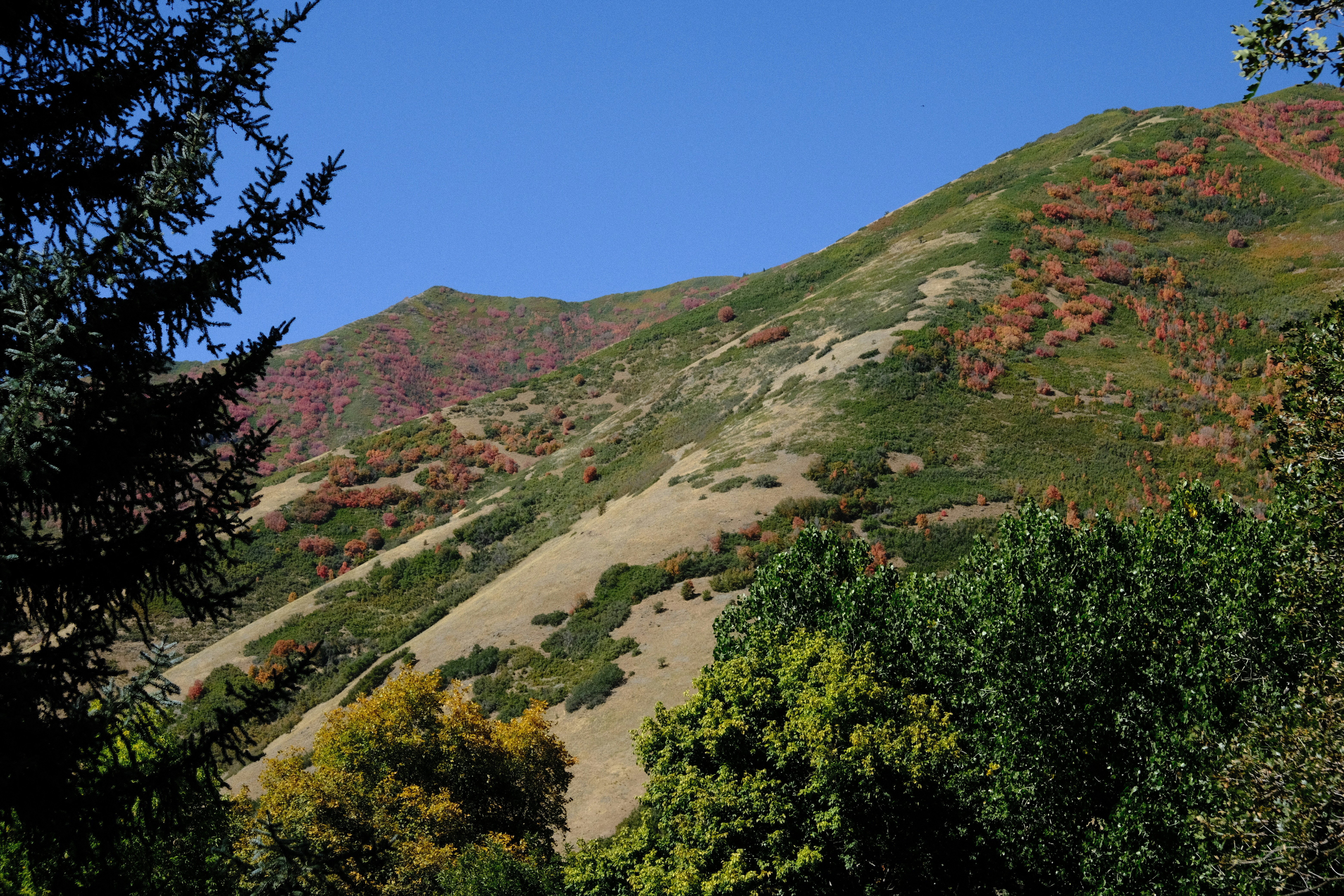 Autumn Hues on a Serene Hillside