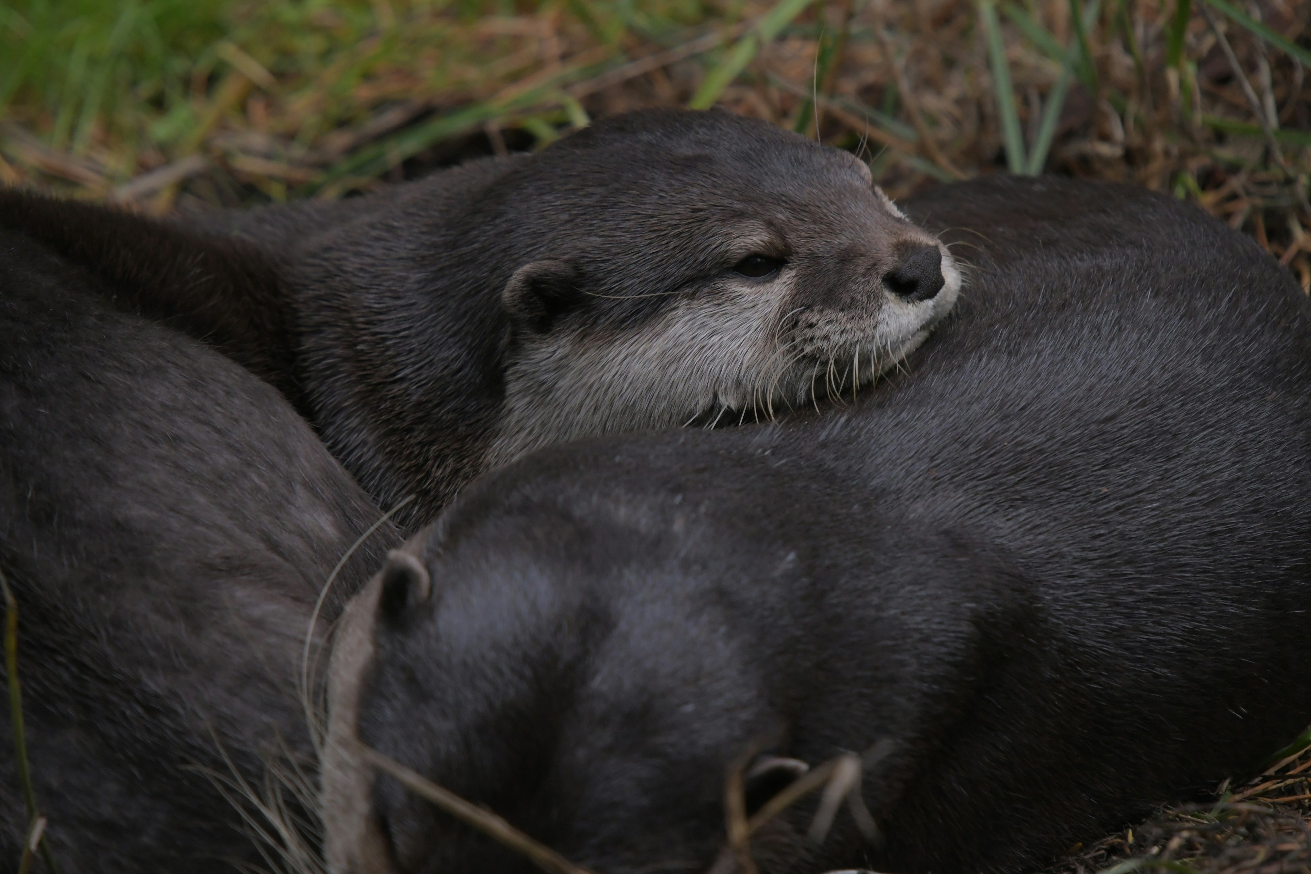 A couple of animals that are laying down photo – Free Animal Image on ...