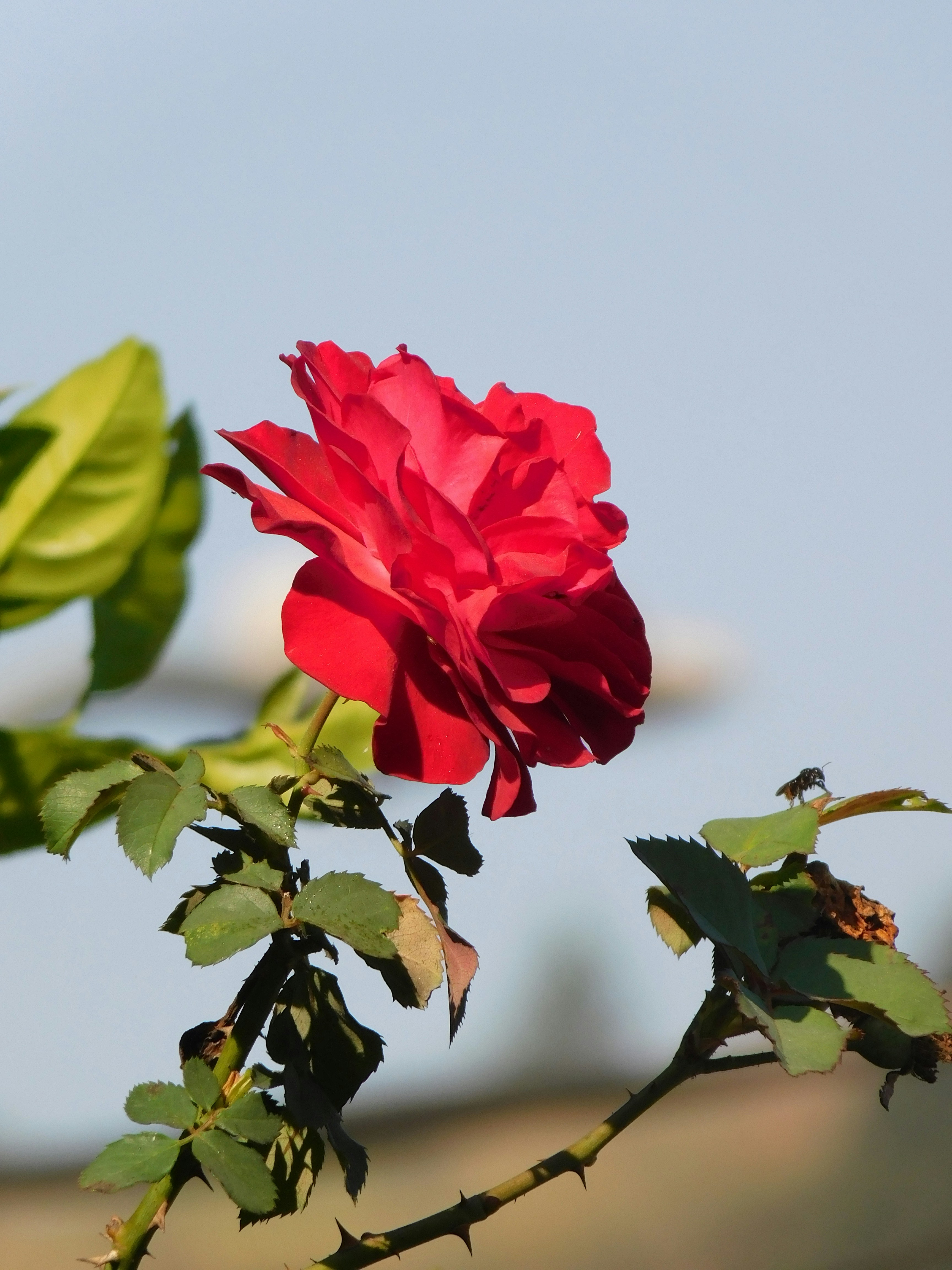 Close-up of a red rose on a thorny stem with a bee on a nearby leaf, against a pale blue sky.