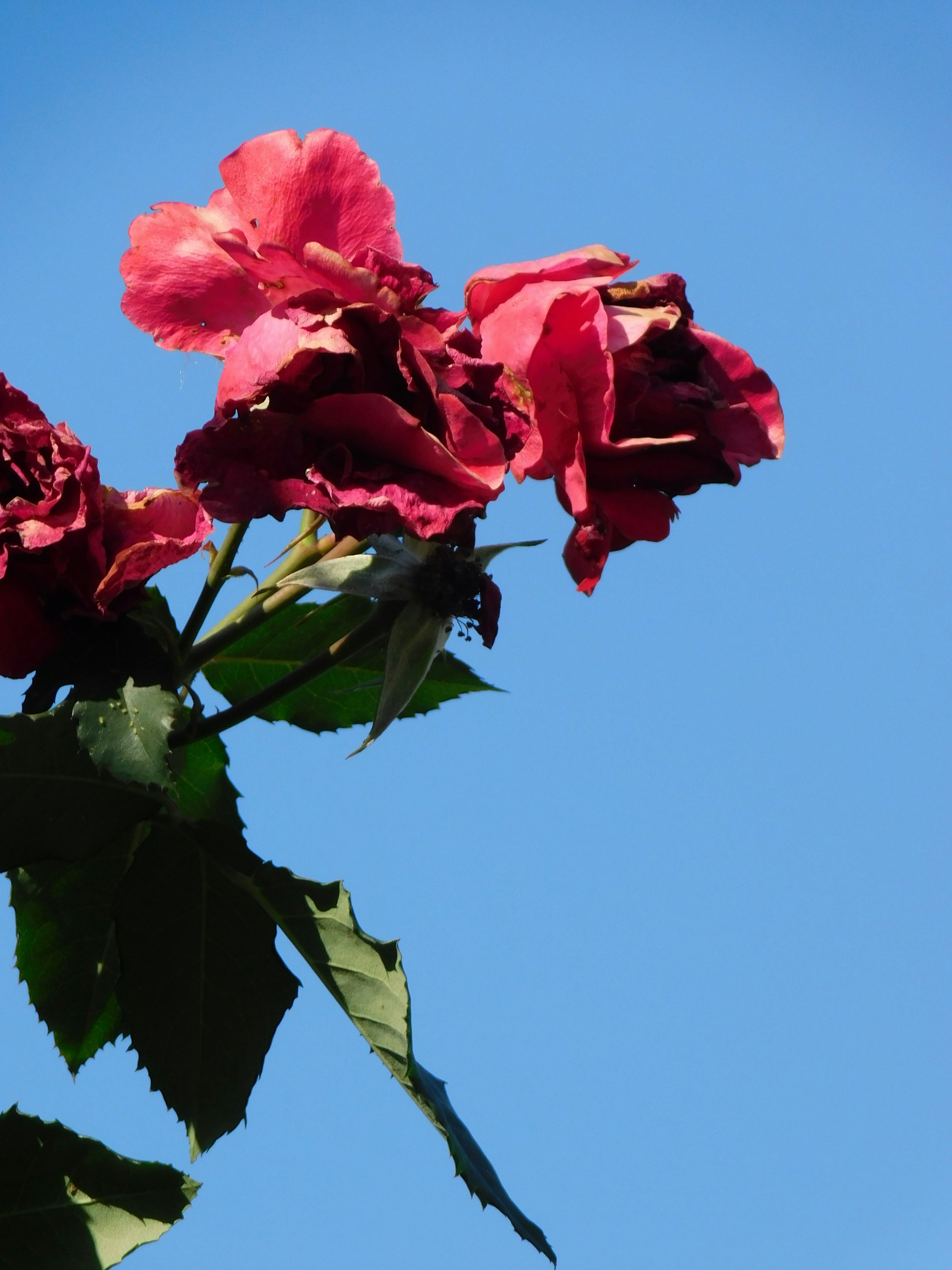 Crimson Blooms Against a Cerulean Sky