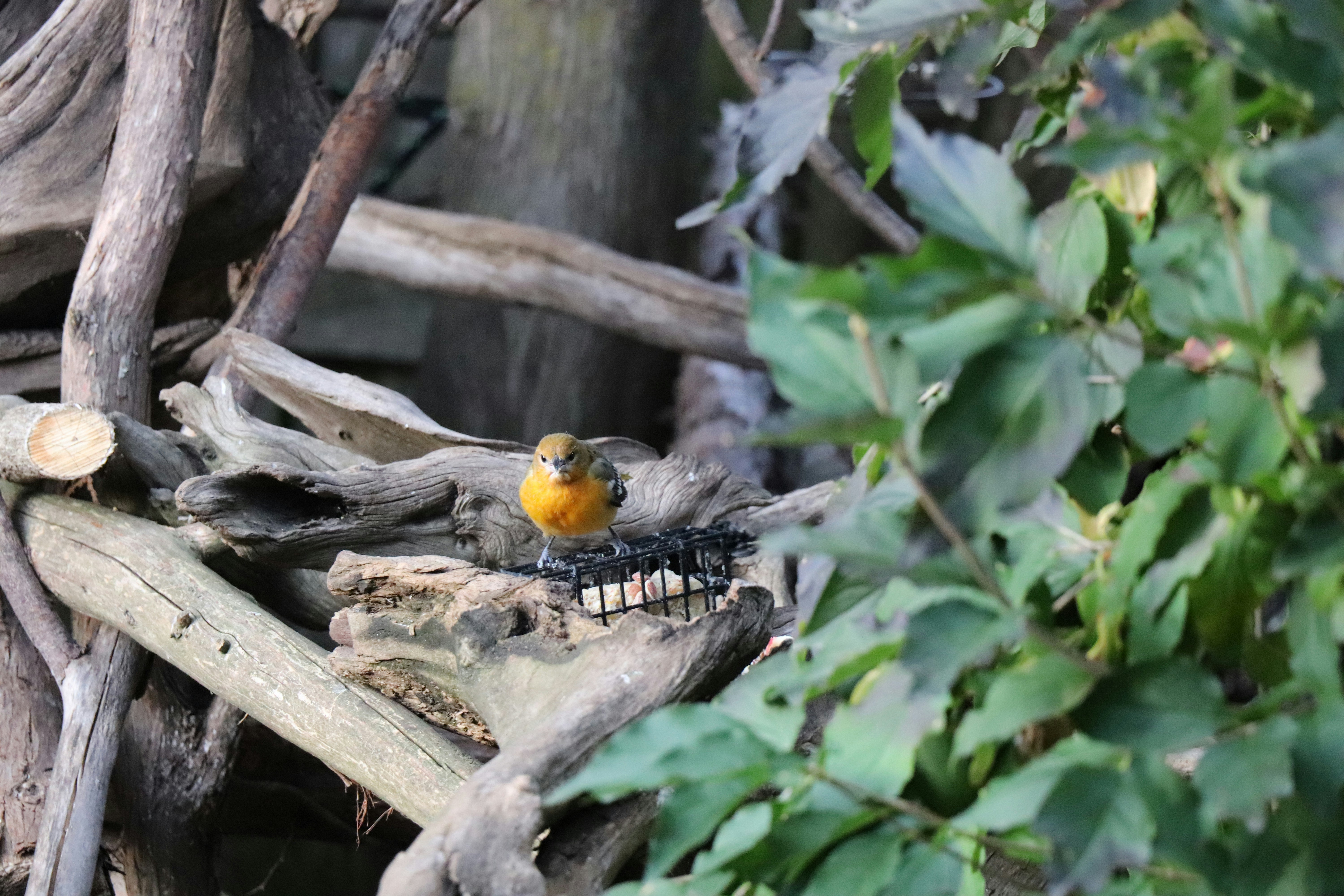 Orange-breasted Robin on a Weathered Driftwood Perch