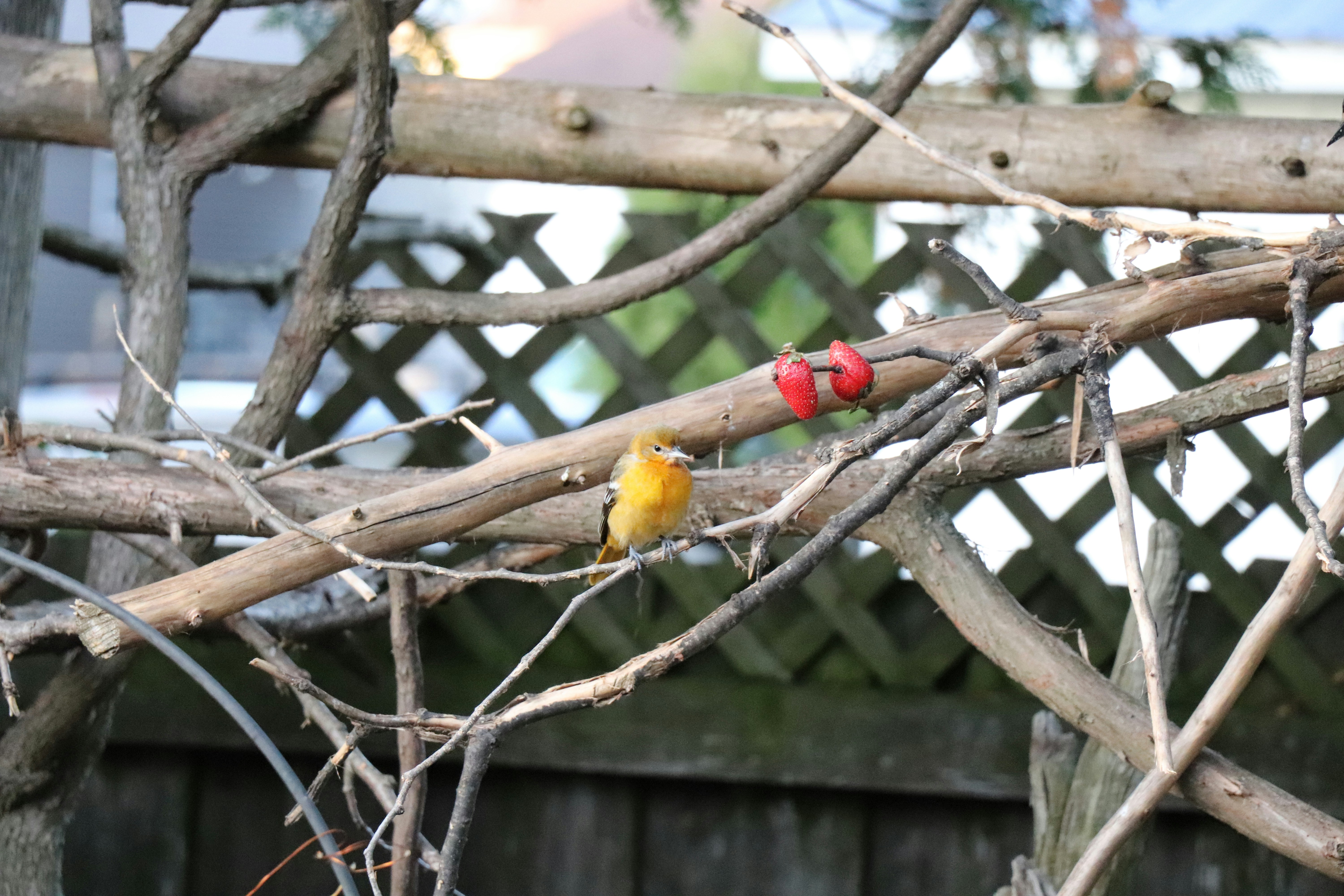 Yellow Warbler Among Winter Tangle and Red Berries