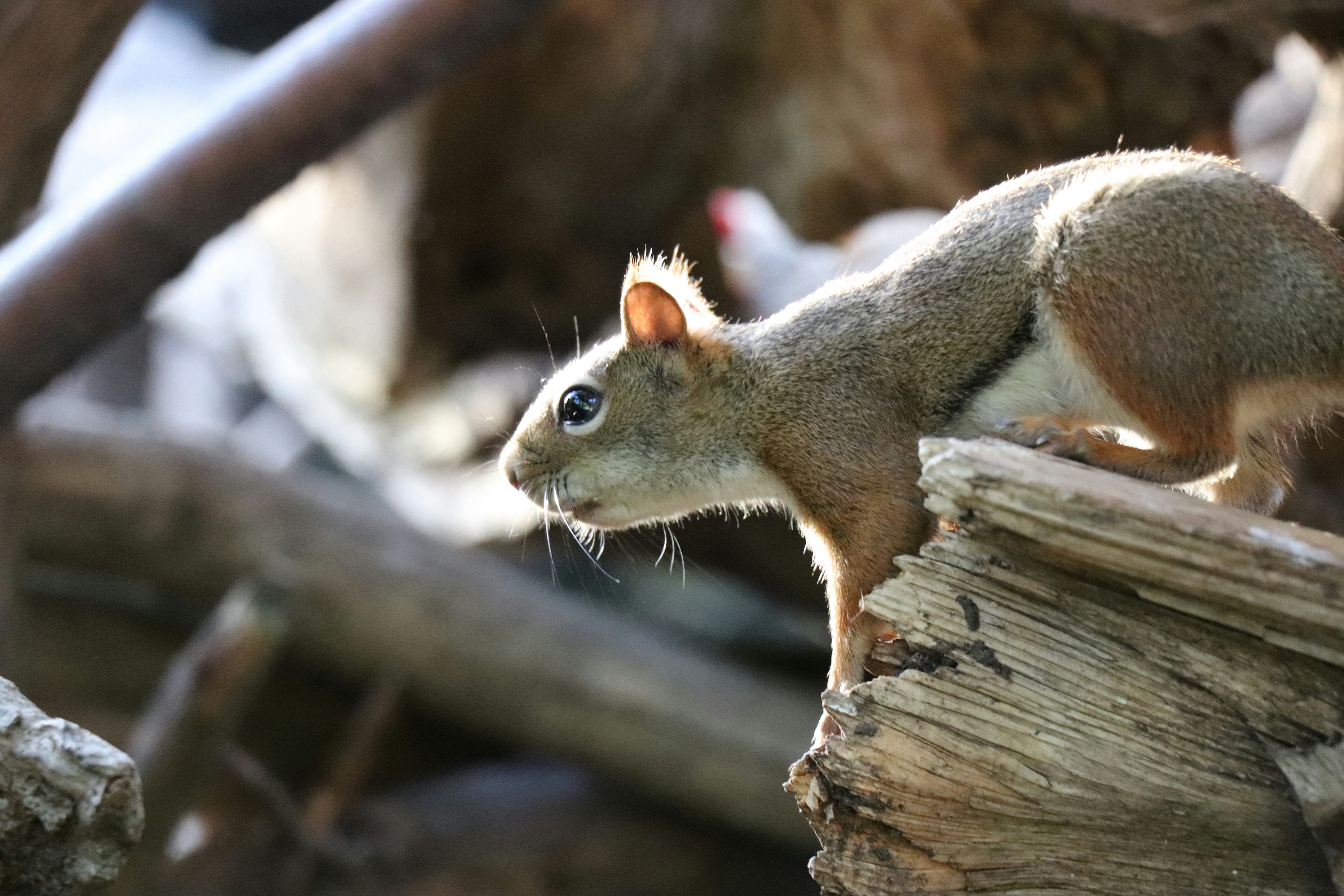 River-stone Squirrel: A Bold Leap Across Weathered Wood